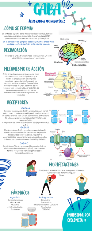 Región superciliar - anatomia topografica cabeza y cuello apuntes ...