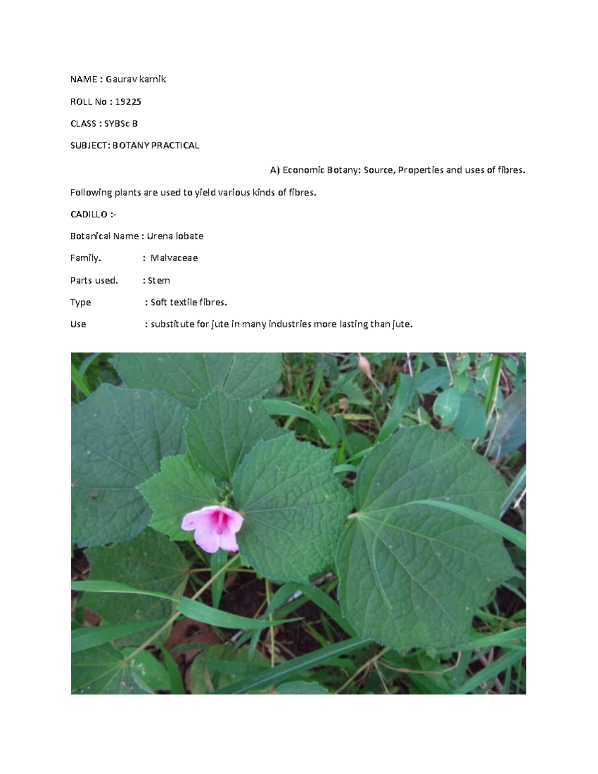 Botany practical - NAME : Gaurav karnik ROLL No : 19225 CLASS : SYBSc B ...