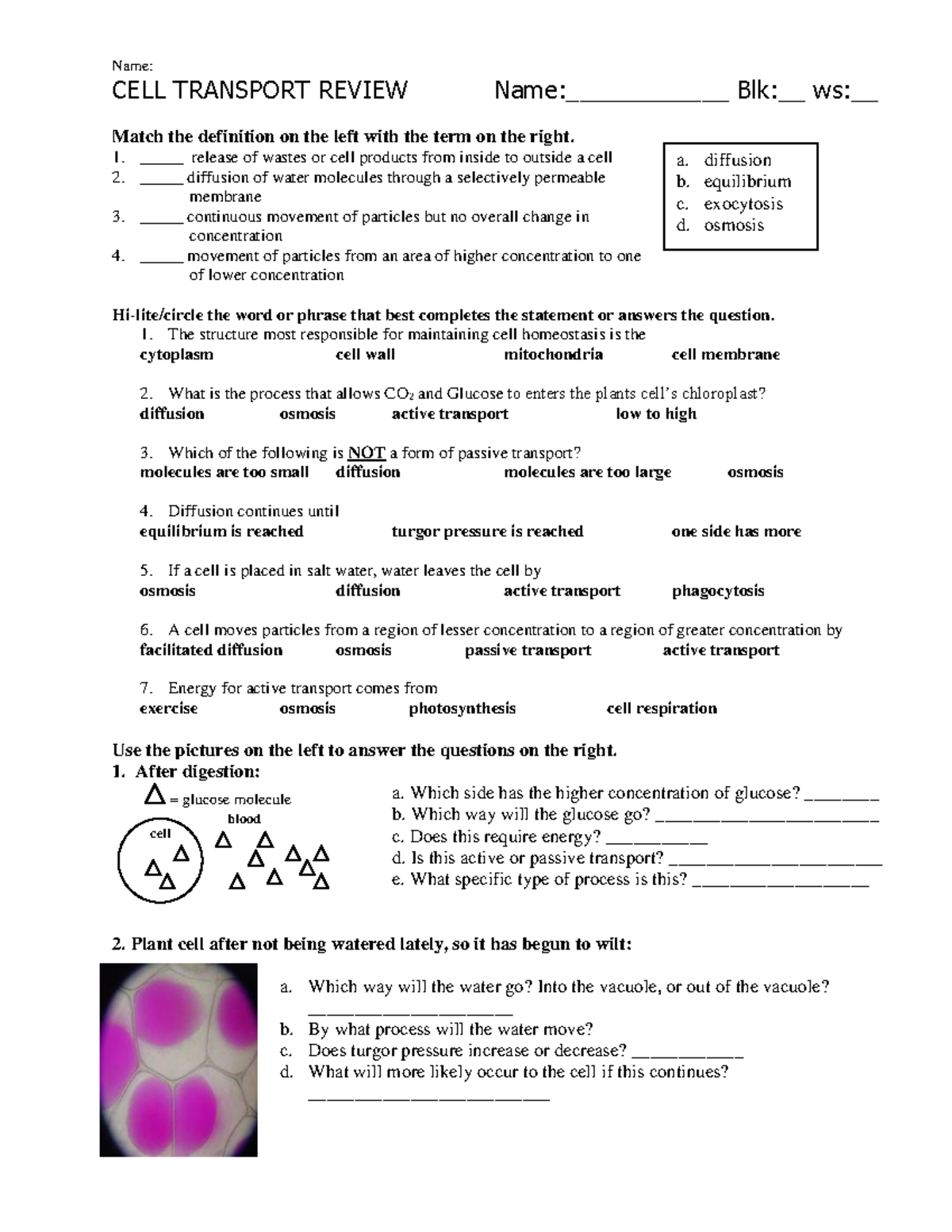 Worksheet NO.2 CELL Processes - Name: CELL TRANSPORT REVIEW Name ...