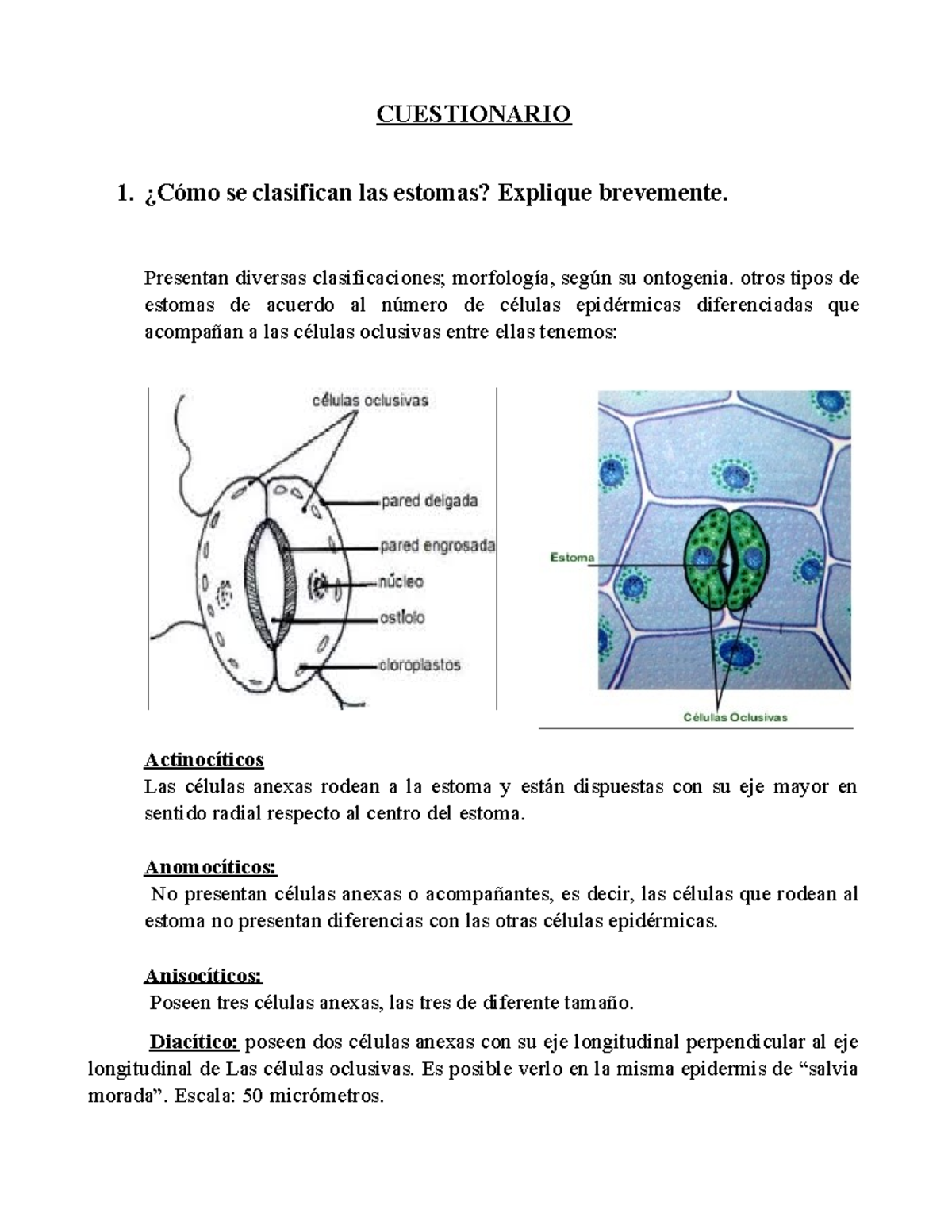 Cuestionario n° 04 Farmacobotanica - CUESTIONARIO 1. ¿Cómo se ...