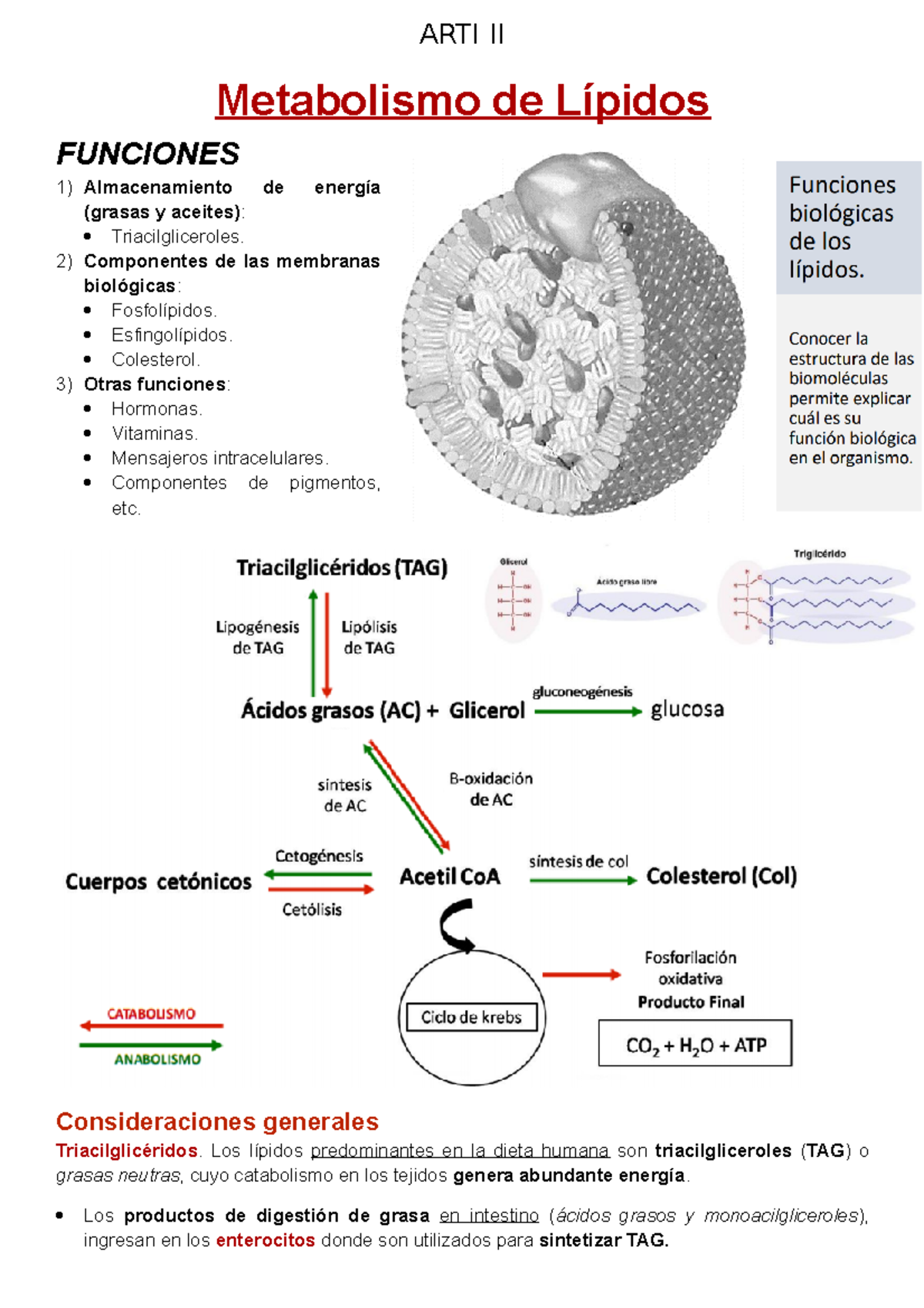 Metabolismo de Lípidos ( Resumen) - Metabolismo de Lípidos FUNCIONES Almacenamiento de energía ...