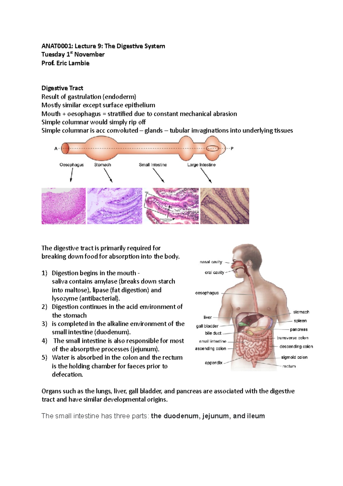 Lecture 9 - messy notes - ANAT0001: Lecture 9: The Digestive System ...