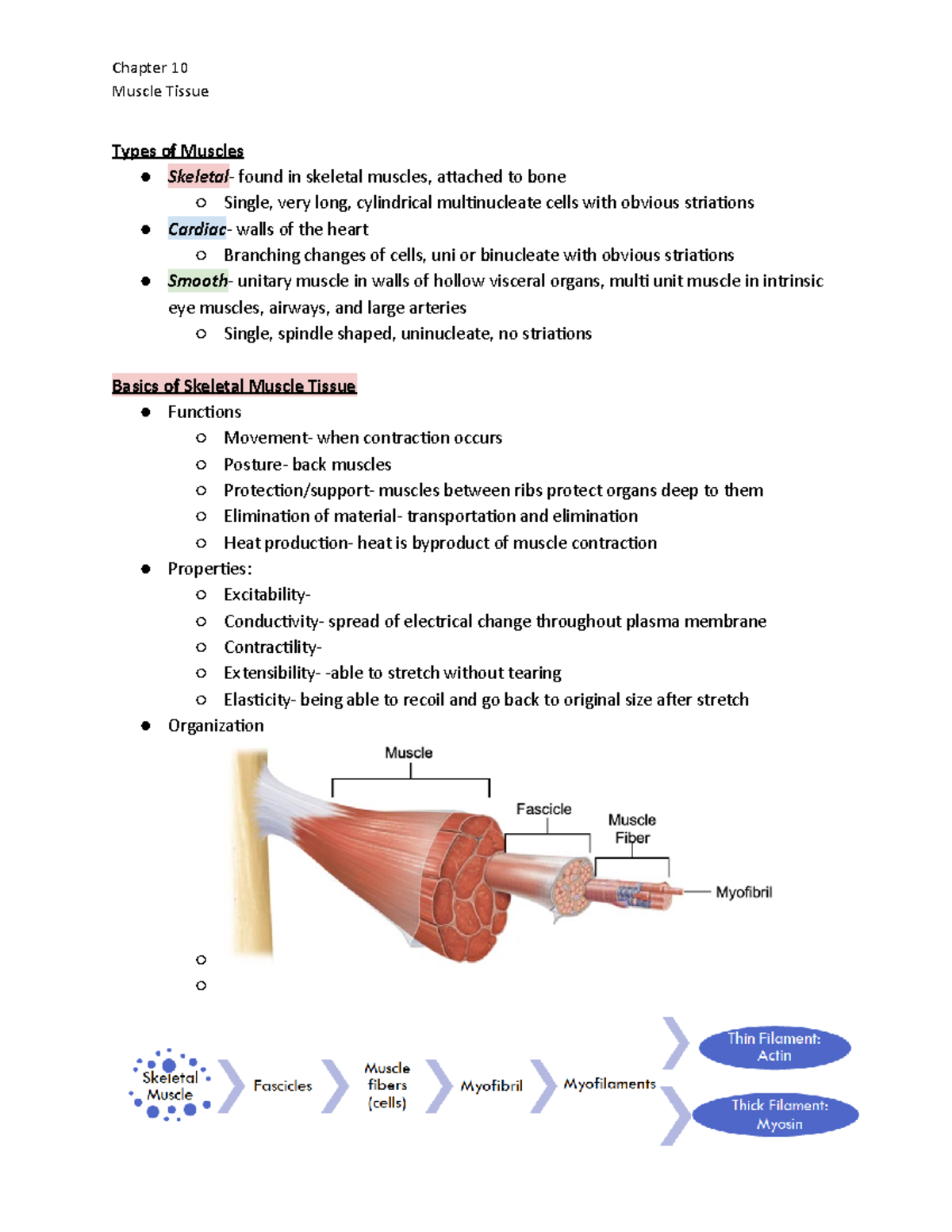 Anatomy and Physiology 101 Chapter 10 Lecture Notes Fall 2022 - Muscle ...