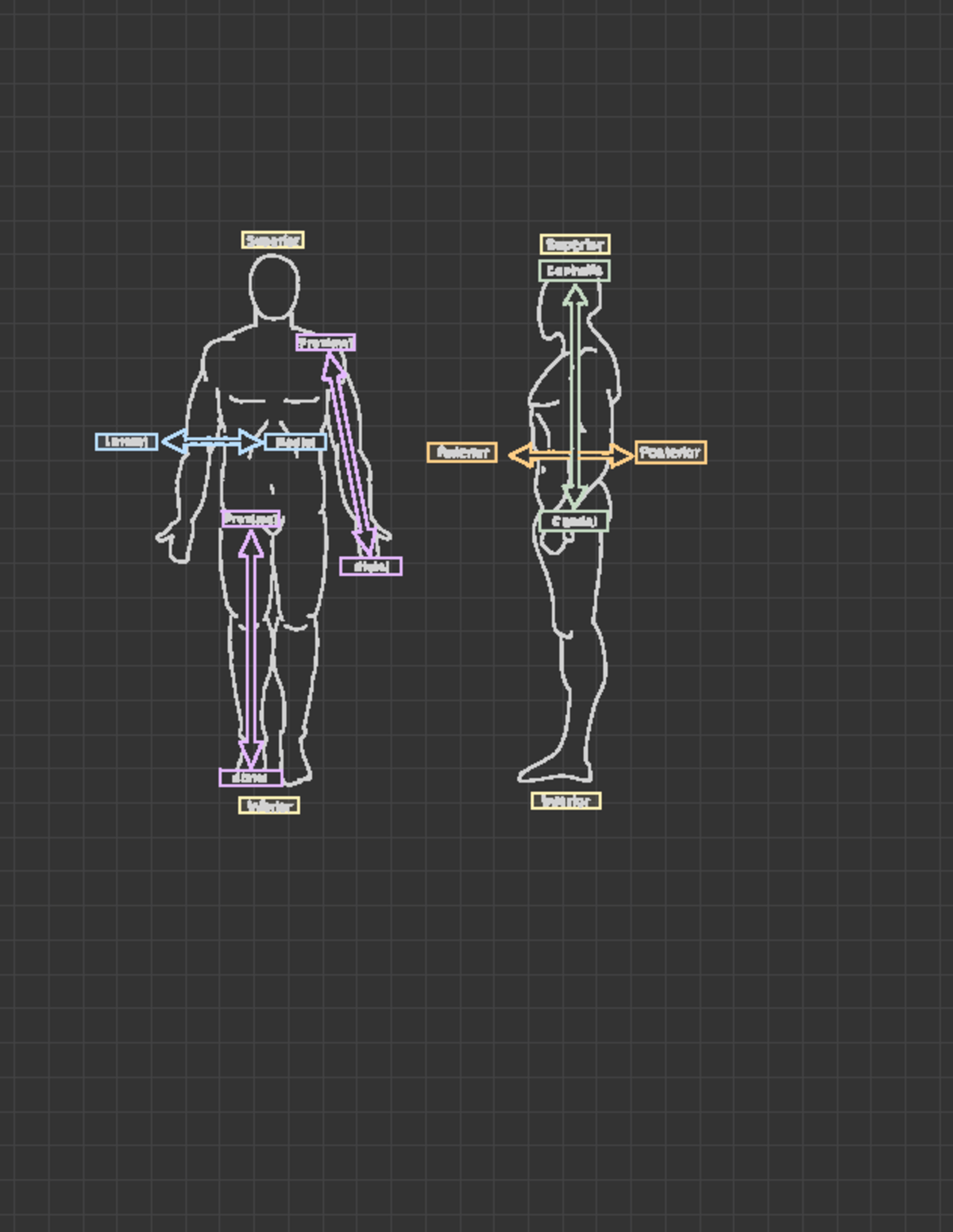 Anatomical directions - BIOL 121 - Superior Superior ...