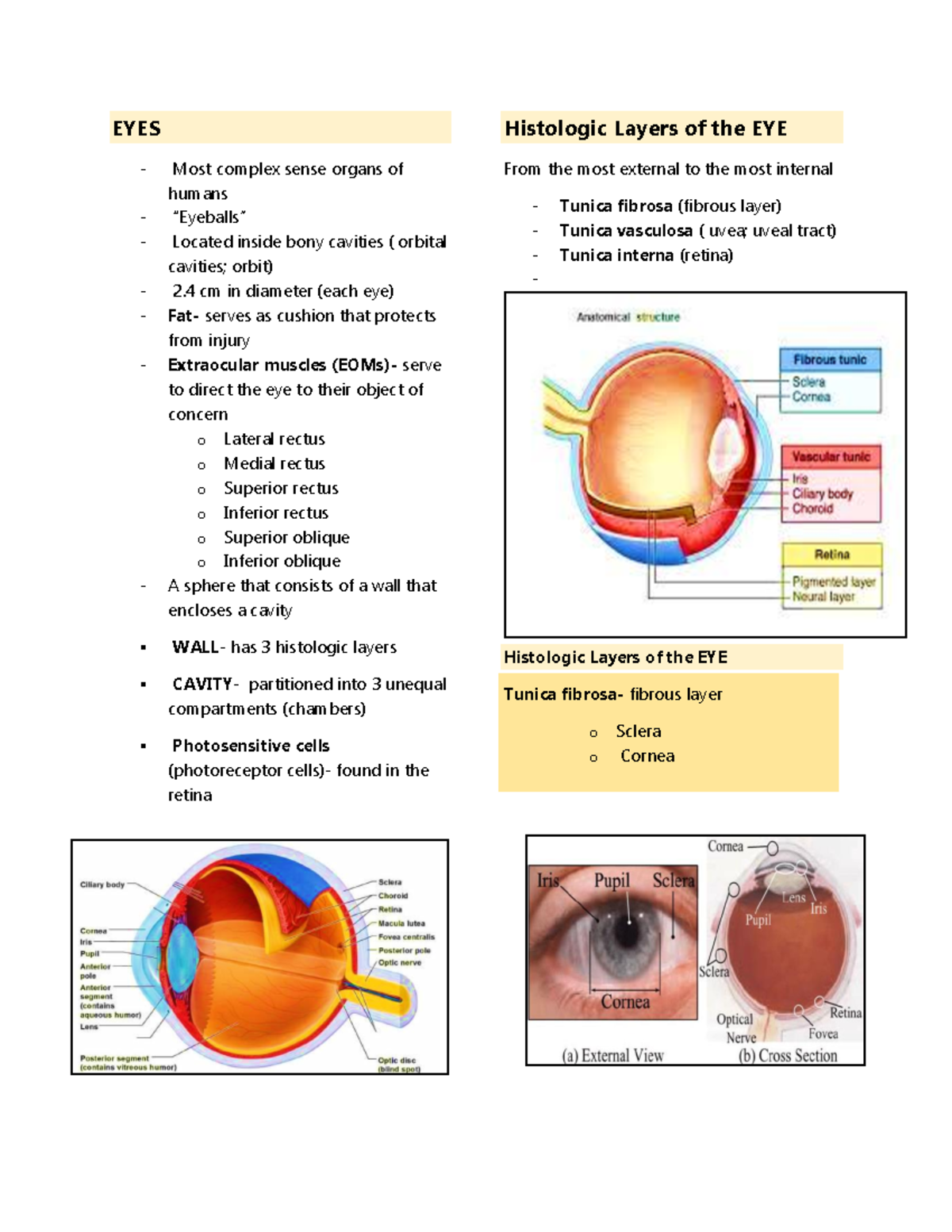 Lecture Notes about Eyes - EYES Most complex sense organs of humans ...