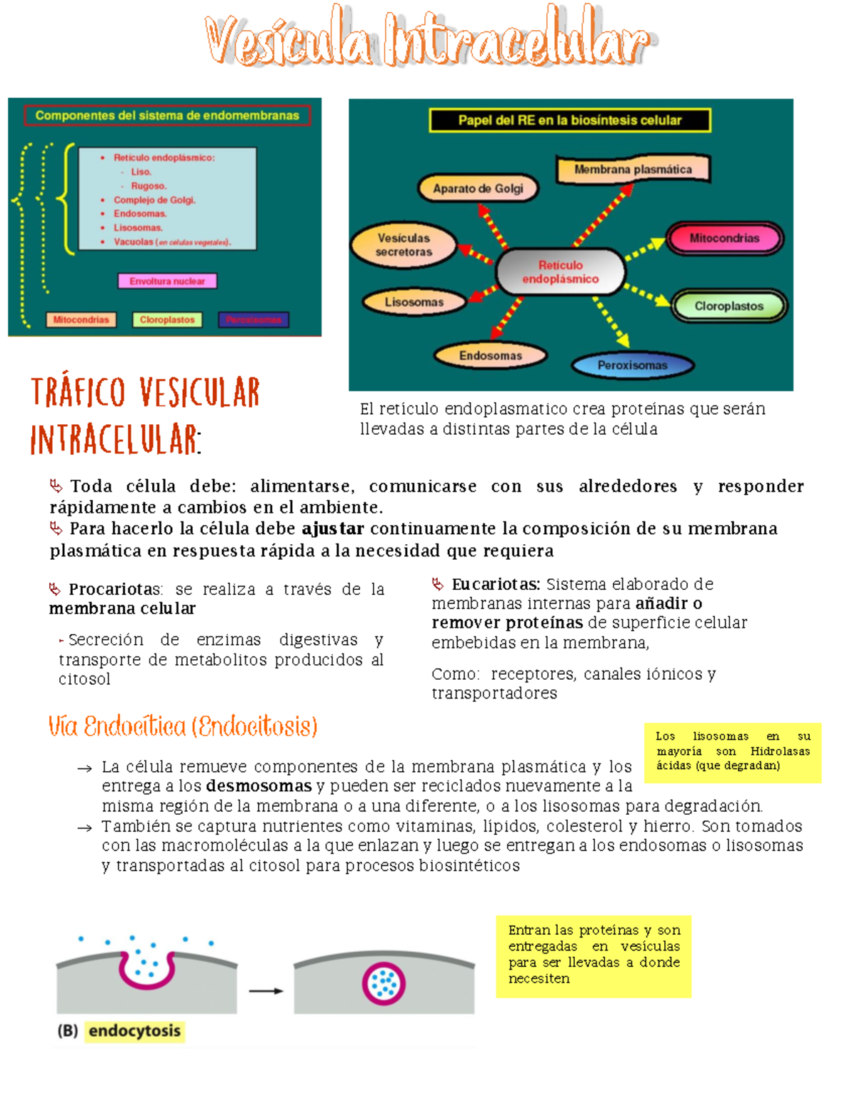 Tráfico vesicular intracelular - Warning: TT: undefined function: 32 ...