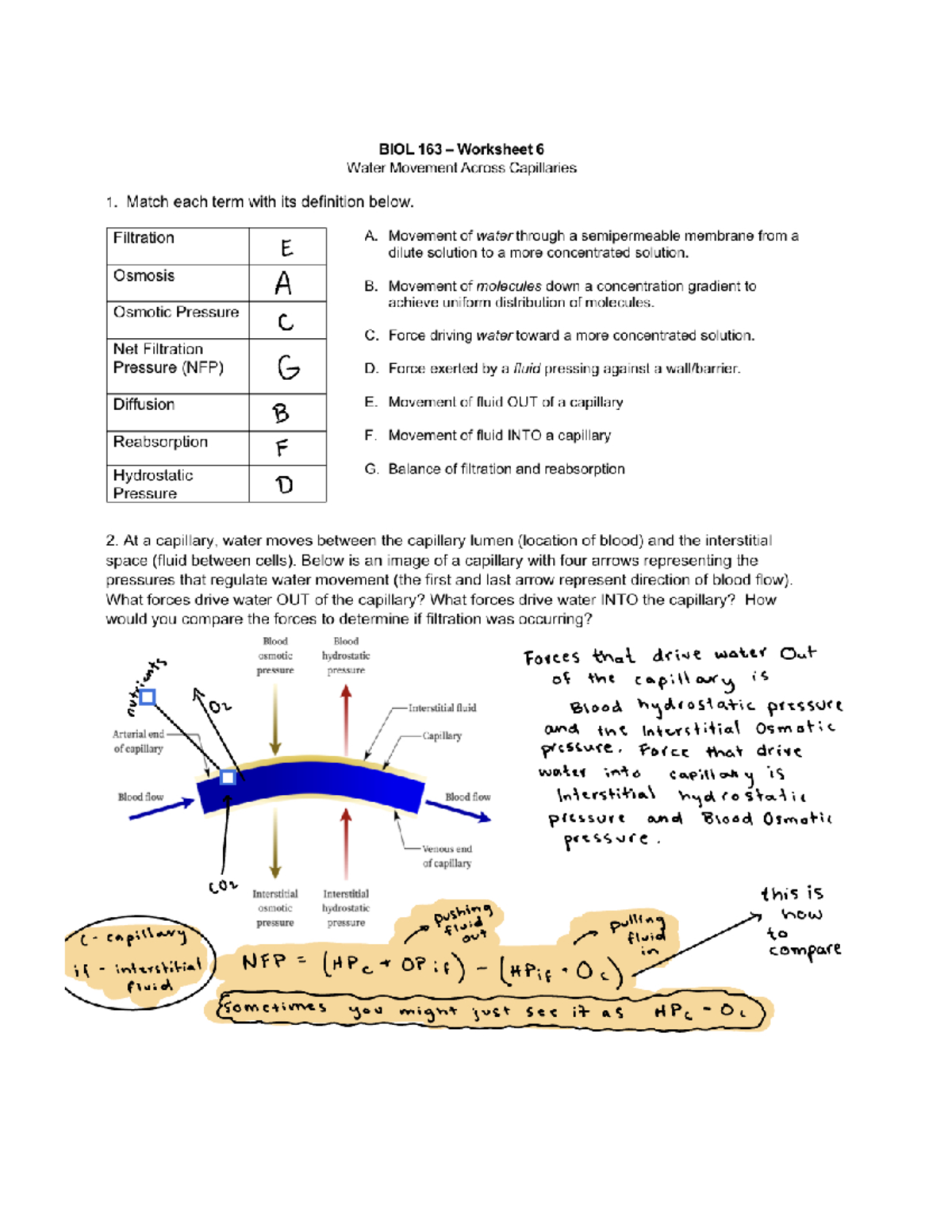 Bio 163 - worksheet 6 - BIOL 163 - Studocu