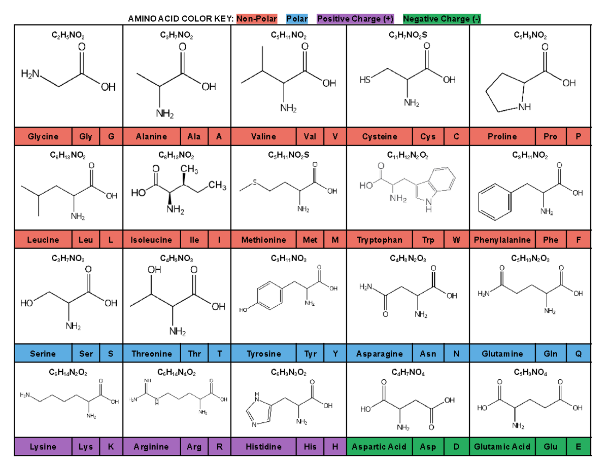 20Amino Acids Study Guideand Worksheet-1 - AMINO ACID COLOR KEY: Non ...