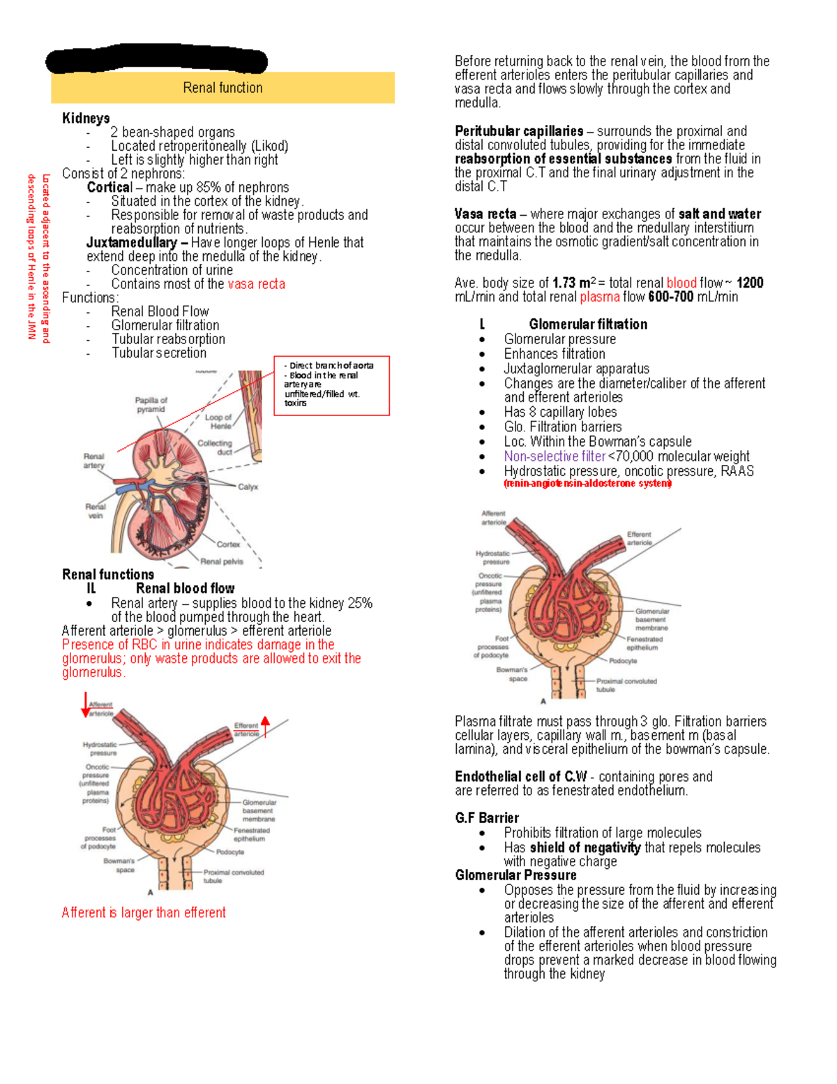 AUBF Lec - Ignacio Renal function Kidneys 2 bean-shaped organs Located retroperitoneally (Likod ...