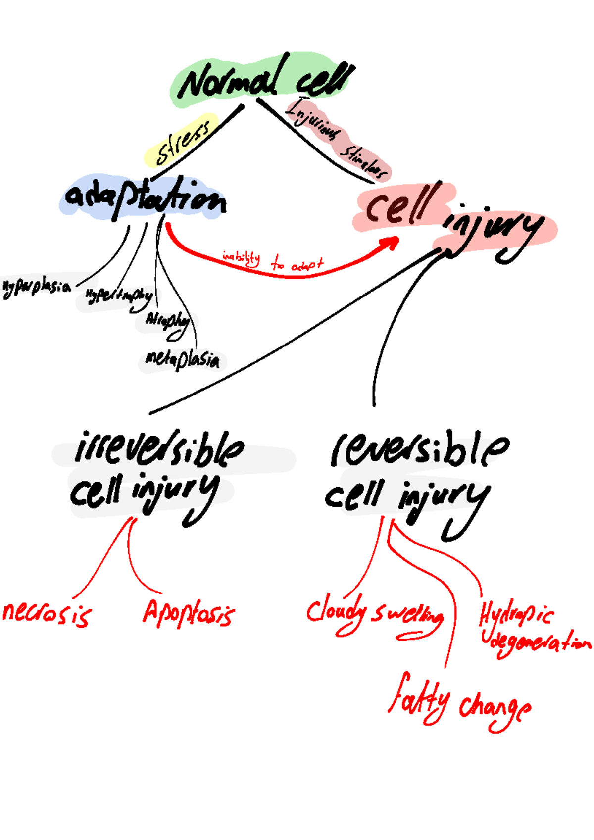 Cell injury and adaptation - Pathophysiology - Studocu