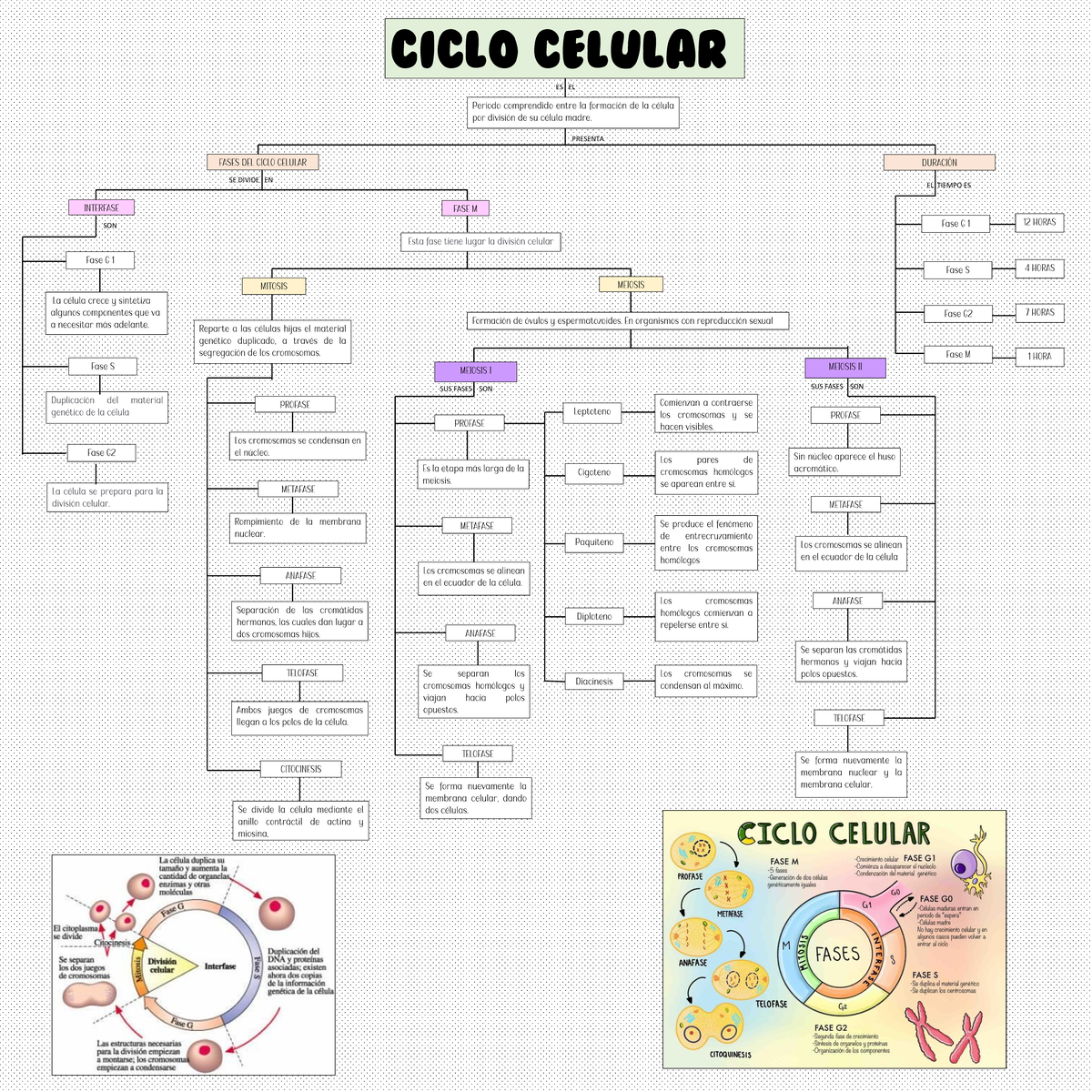 MAPA Ciclo Celular - Biologia General - CICLO CELULAR . ES EL PRESENTA ...