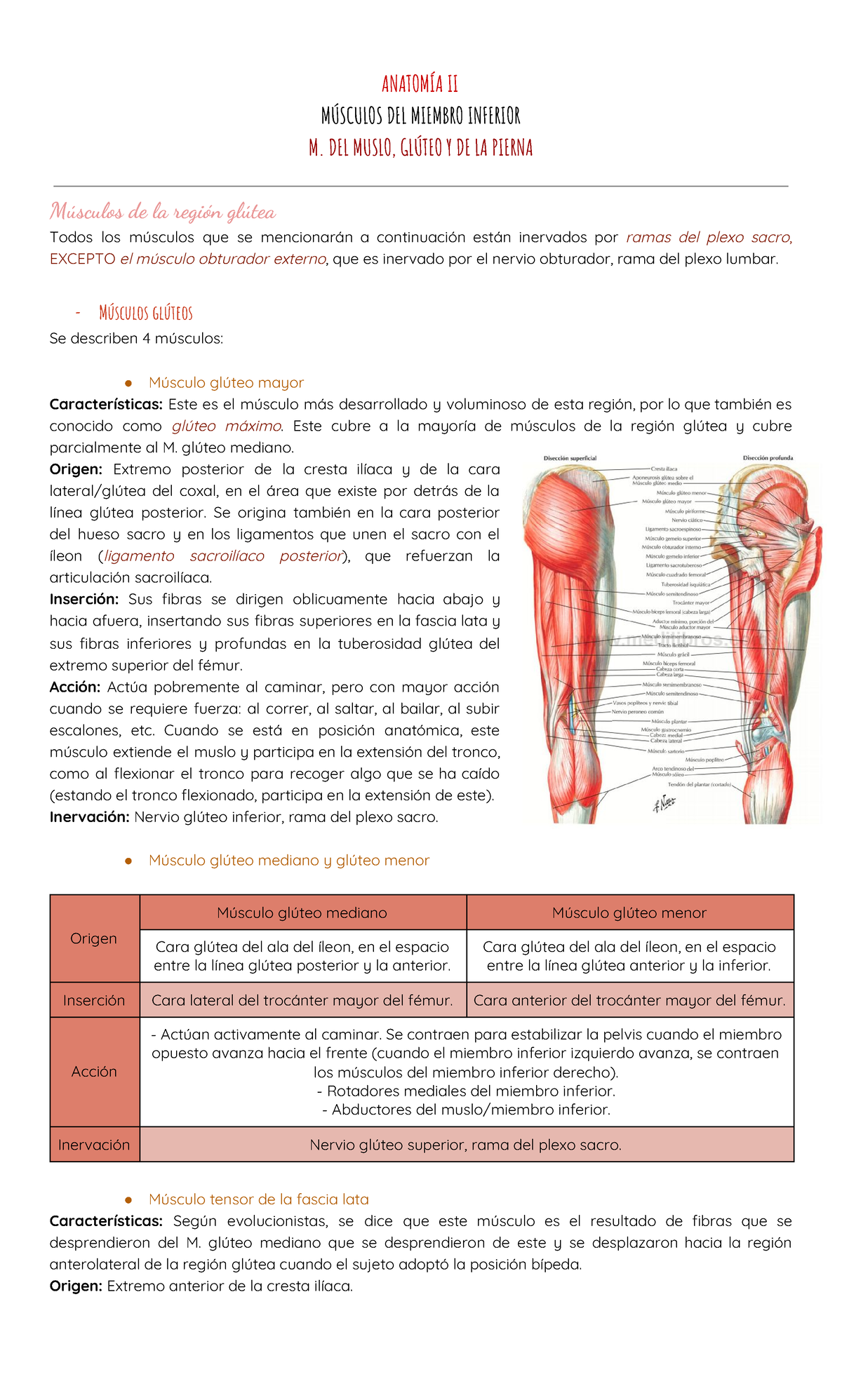 MÚ Sculos DEL Miembro Inferior - ANATOMÍA II MÚSCULOS DEL MIEMBRO INFERIOR M. DEL MUSLO, GLÚTEO ...