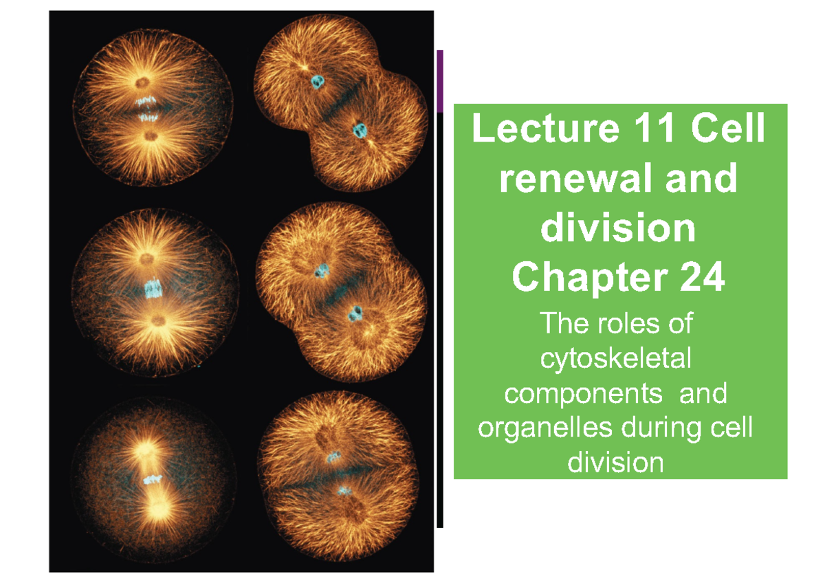 Lecture 10 Cell Renewal 2024 with extra slides - Lectures by Kathleen ...