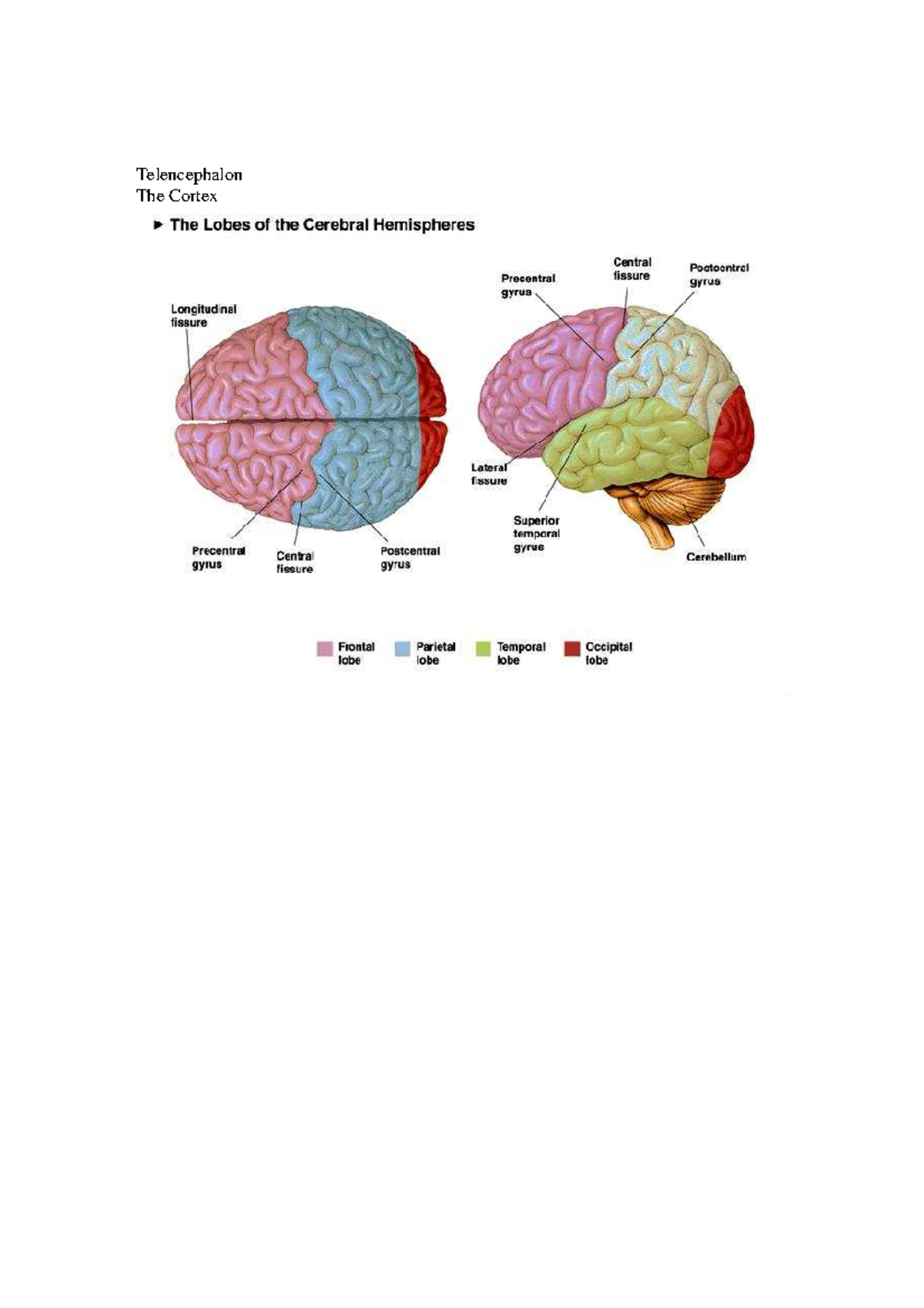 Brain areas | location and function - Telencephalon The Cortex Superior ...