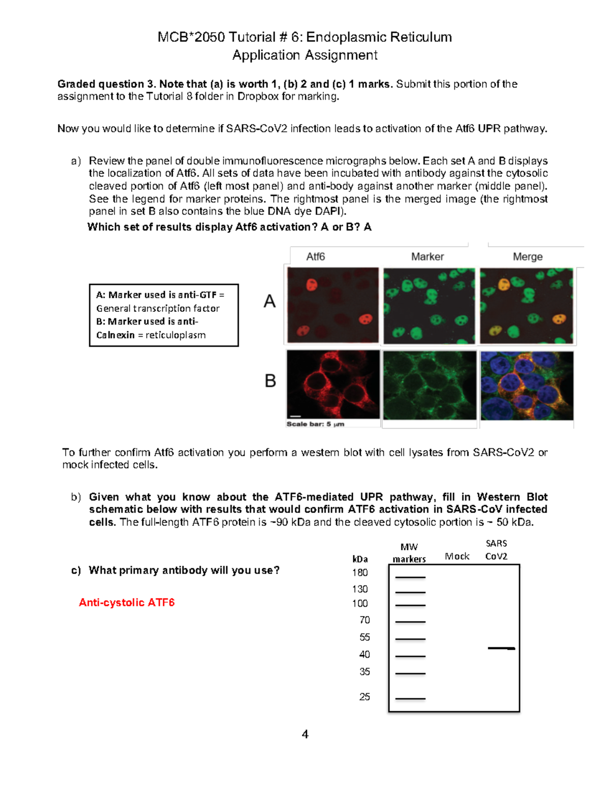 Tutorial 6 Seminar Assignment - Word doc1 (1) - 4 MCB*2050 Tutorial # 6: Endoplasmic Reticulum ...