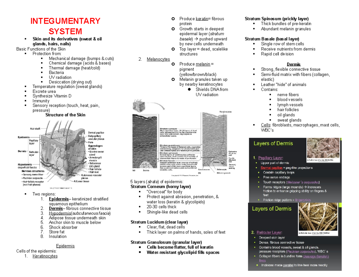 Skin integumentary Its functions include temperature regulation and ...