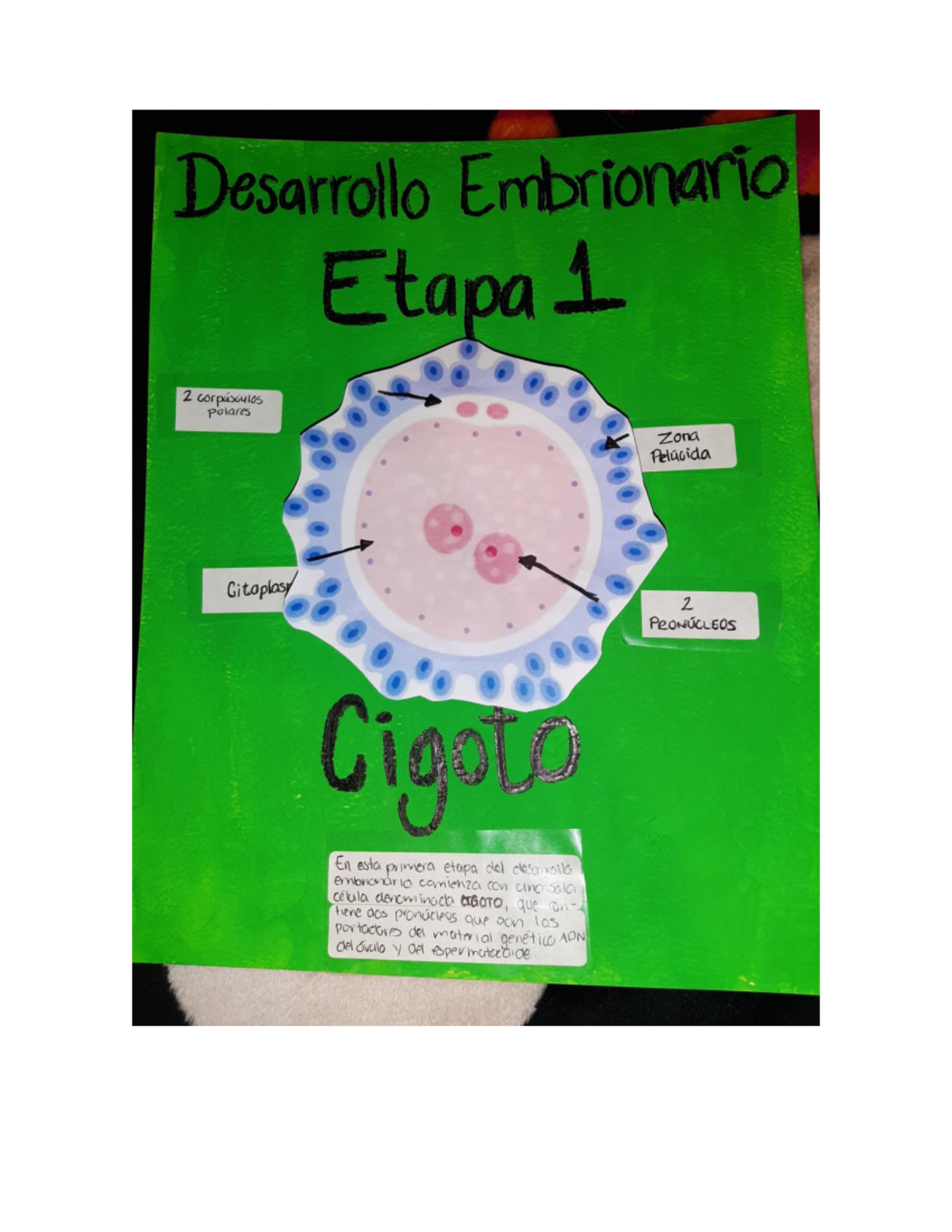 Cigoto Etapa 1 - Desarrollo Embrionario Etapa 2 corpusculos polares ...