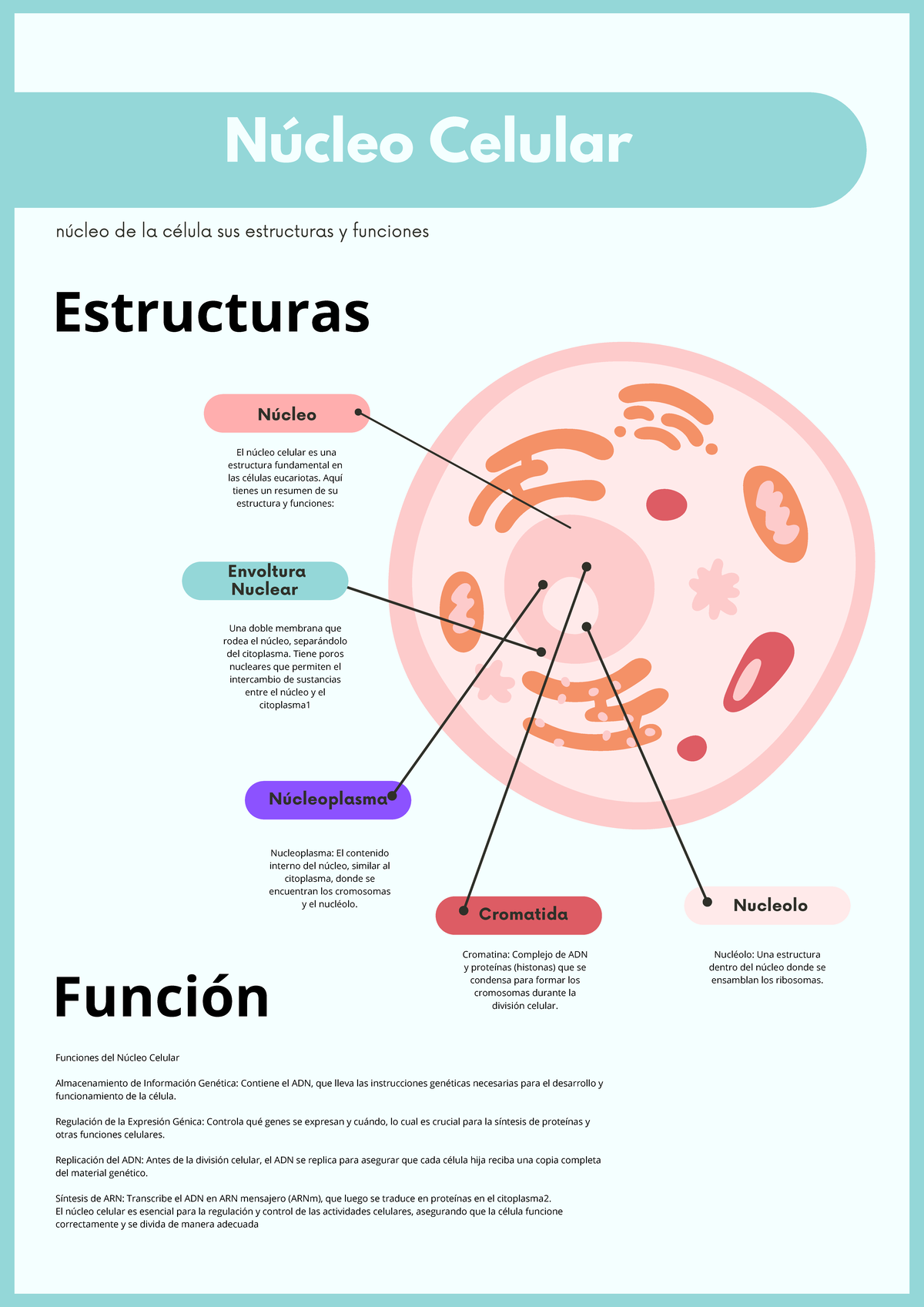 Presentacion 4 - Núcleo celular - Núcleo Núcleo Celular núcleo de la célula sus estructuras y ...