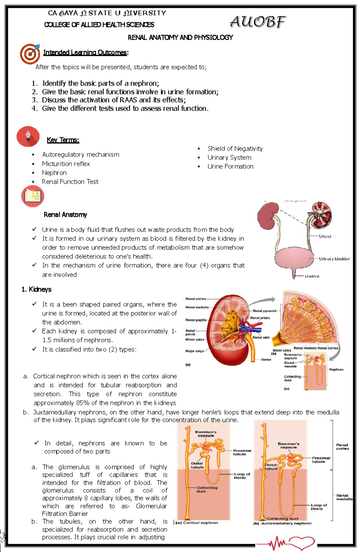 Renal Function AND Physiology - COLLEGE OF ALLIED HEALTH SCIENCES RENAL ...