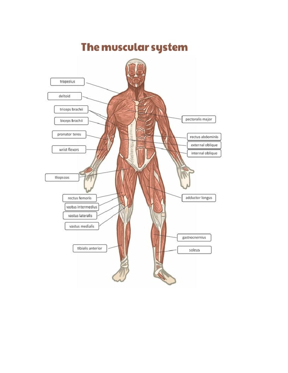 Muscular System - BIO-210-001 - Studocu