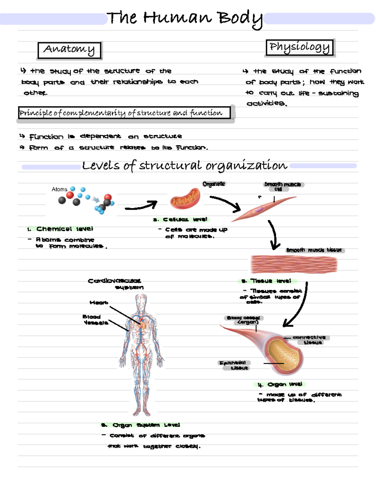 Chapter 1 Notes - Overall summary of the course to revise for the final ...