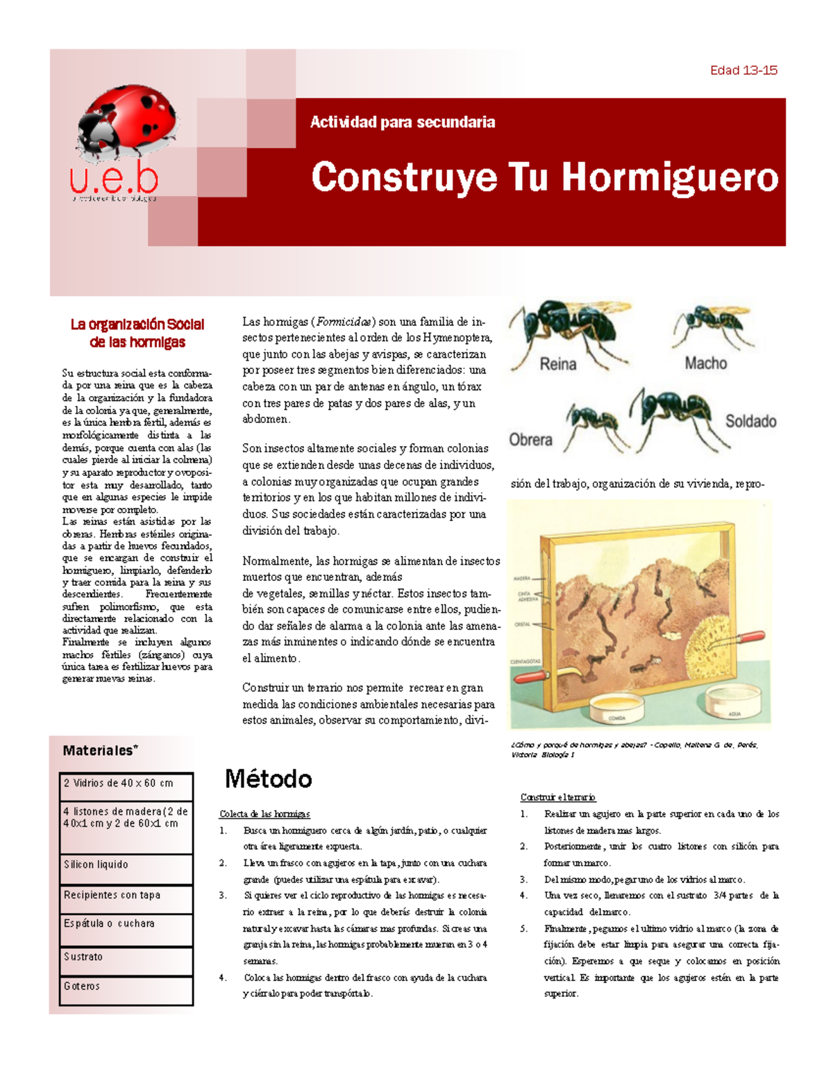 Actividad Hormiguero - La organización Social de las hormigas Su ...