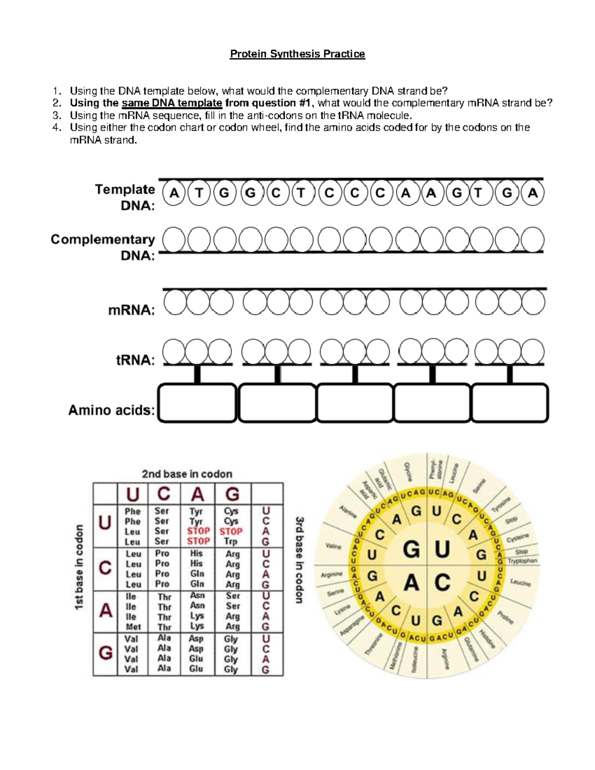 Ryan Holmes - Protein Syn Worksheet - Protein Synthesis Practice Using ...