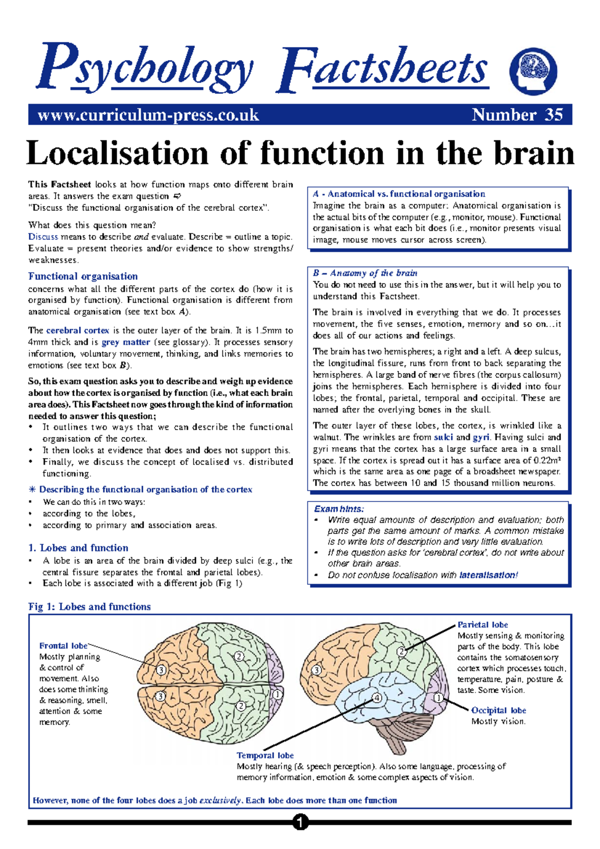 35-Brain-localisation - Localisation of function in the brain ...