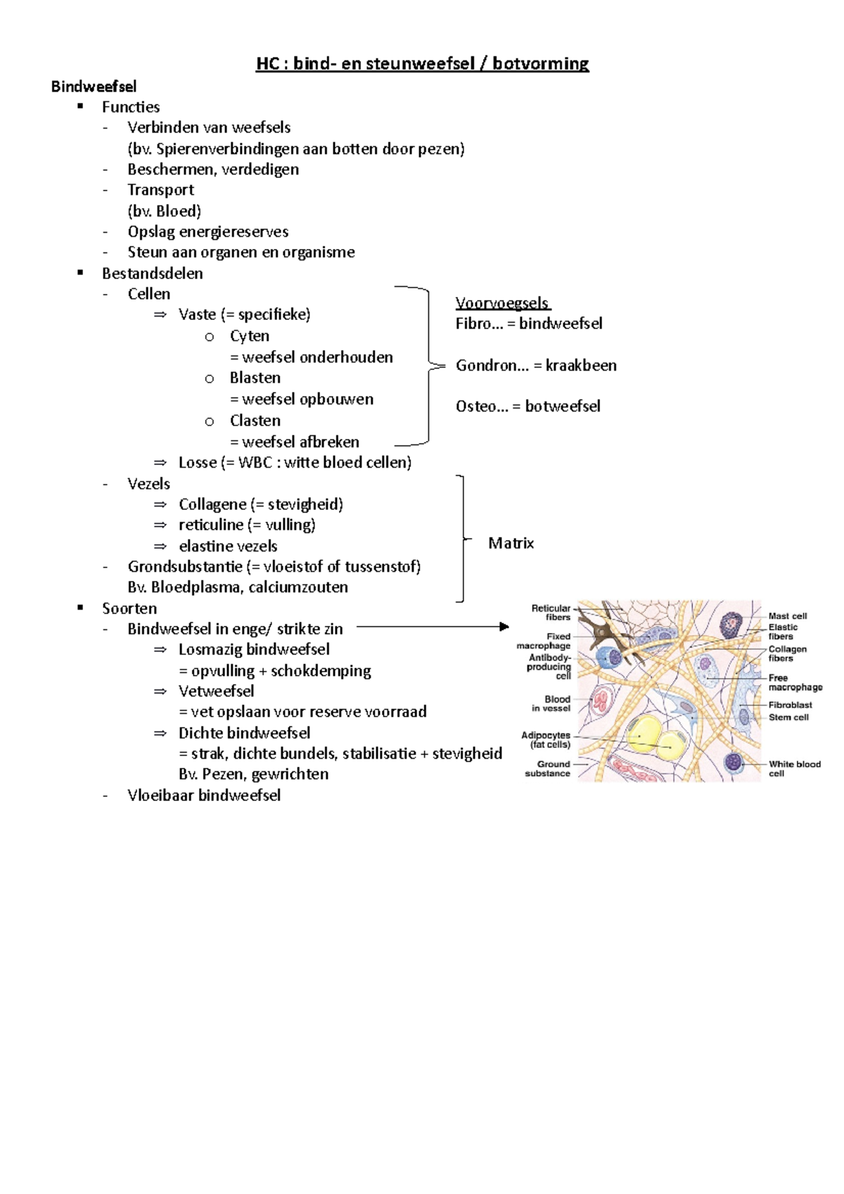 HC bind- en steunweefsel : botvorming - HC : bind- en steunweefsel ...