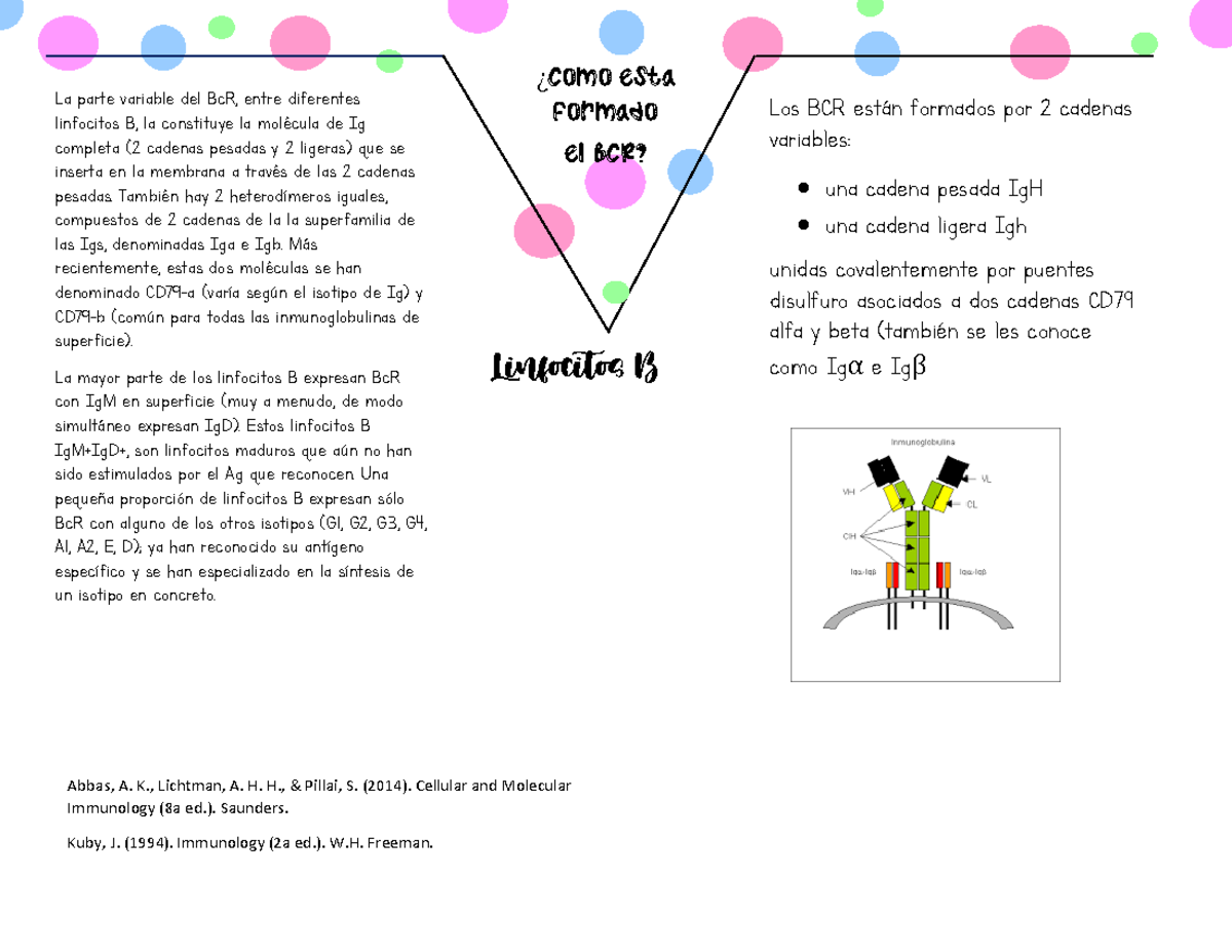 11. BCR - Descripcion del BCR - La parte variable del BcR, entre ...