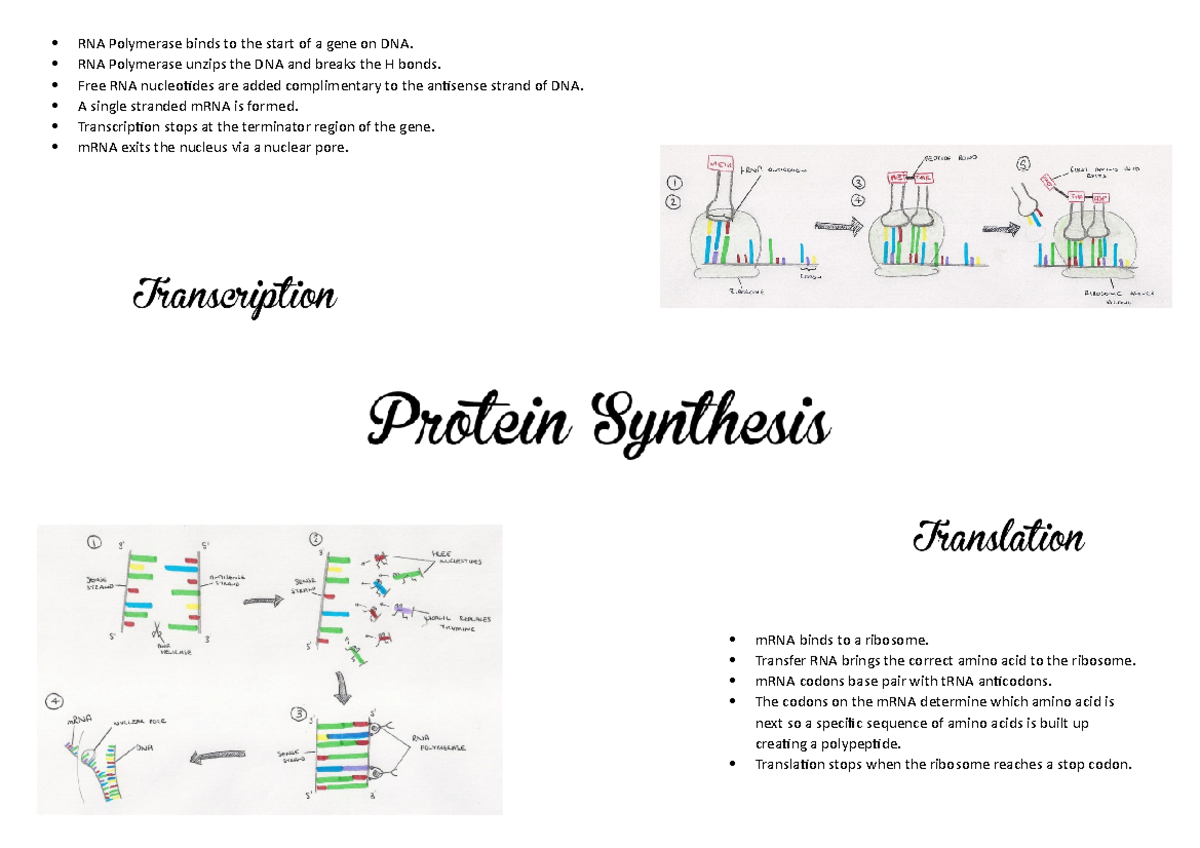 Protein Synthesis mindmap - mRNA binds to a ribosome. Transfer RNA ...