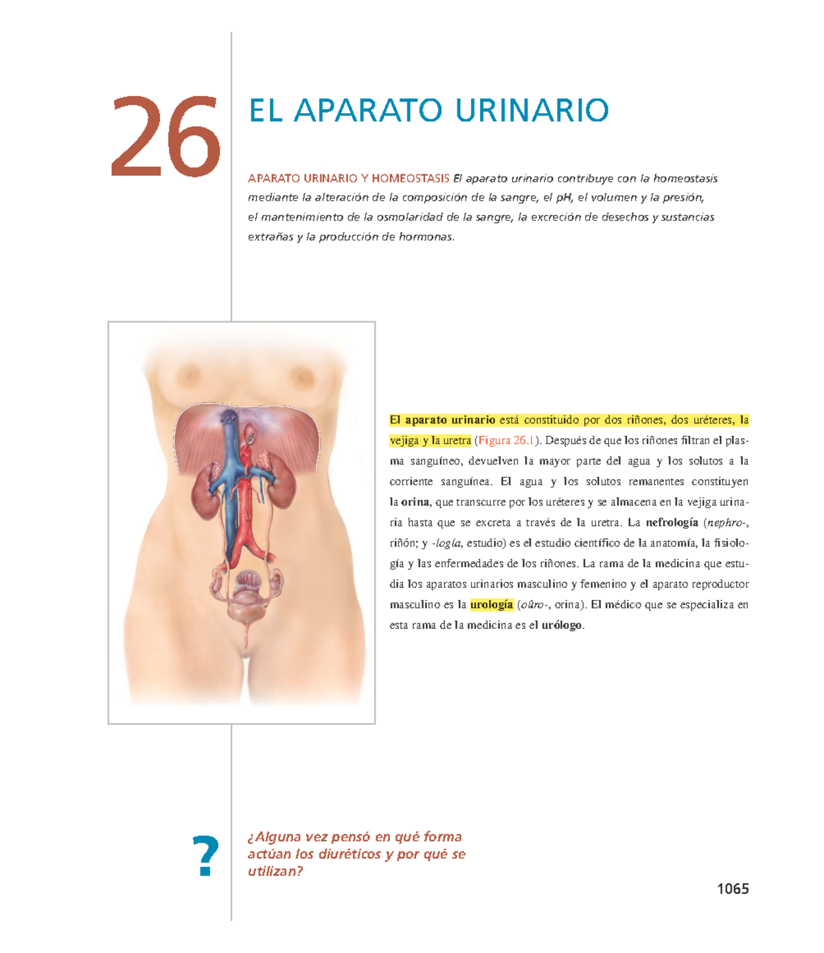 Capitulo 26 - Capítulo 26 de Tortora, principios de anatomía y fisiología - El aparato urinario ...
