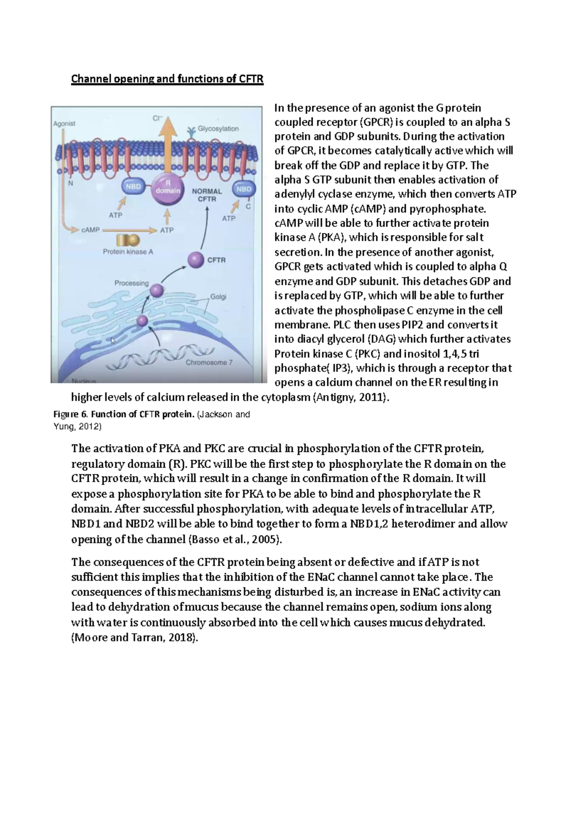 Channel opening and functions of CFTR - During the activation of GPCR ...