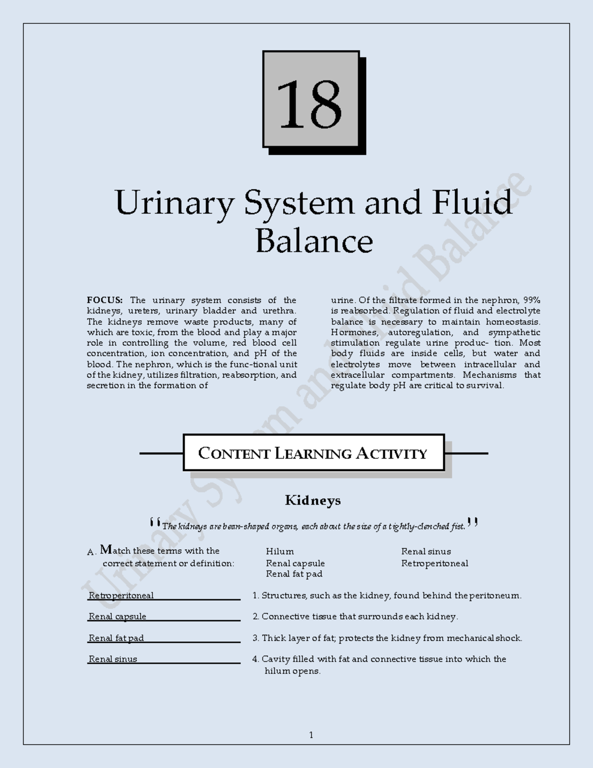 Urinary system and Gluid Balance - Urinary System and Fluid Balance ...