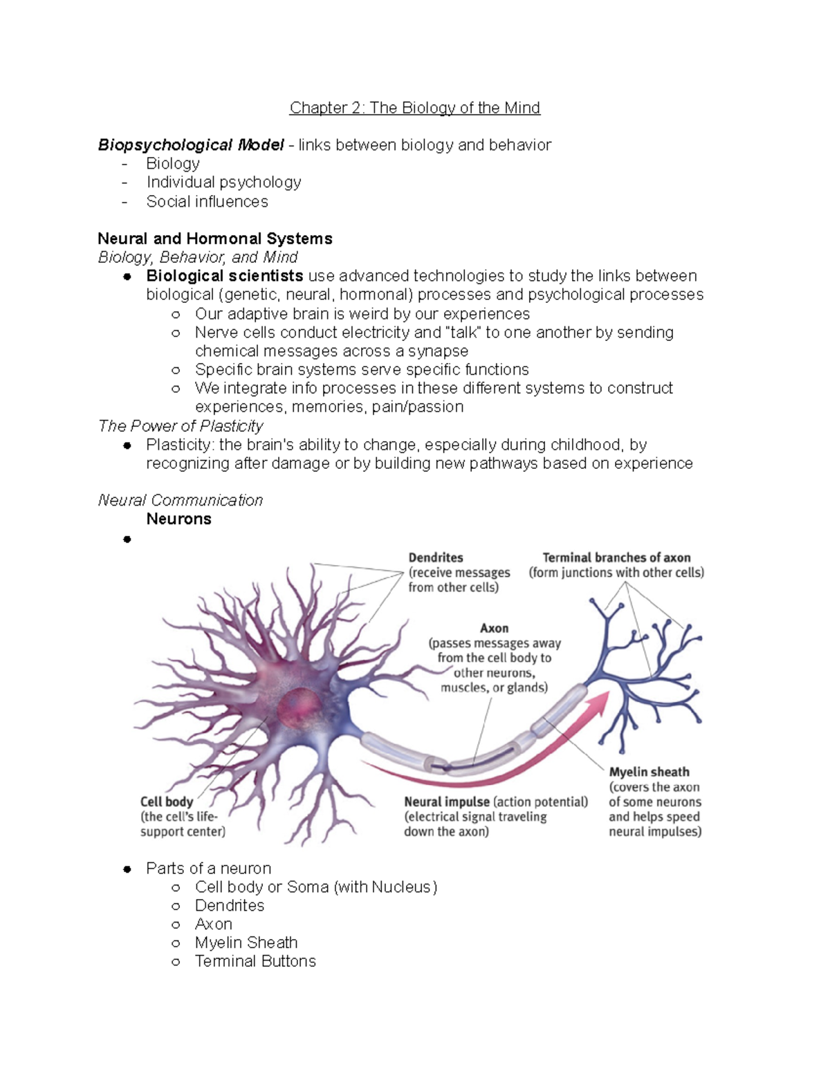 Chapter 2: The Biology of the Mind - Studocu