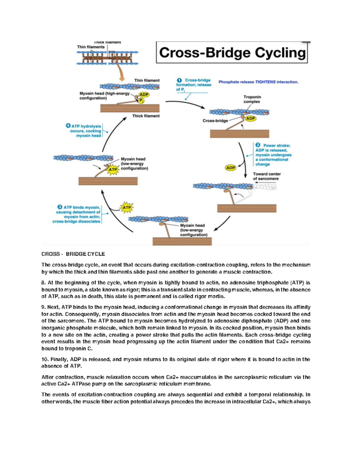 Skeletal Muscle Notes-6-10 - CROSS - BRIDGE CYCLE The cross-bridge ...