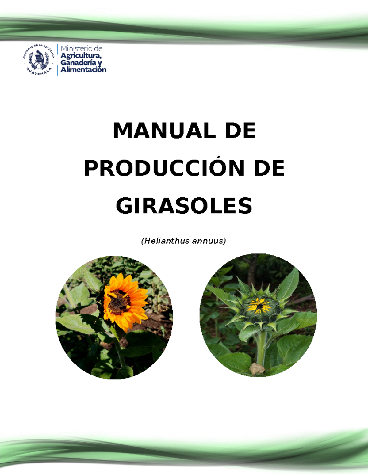 Manual DE Producción DE Girasoles - MANUAL DE PRODUCCIÓN DE GIRASOLES (Helianthus annuus) - Studocu