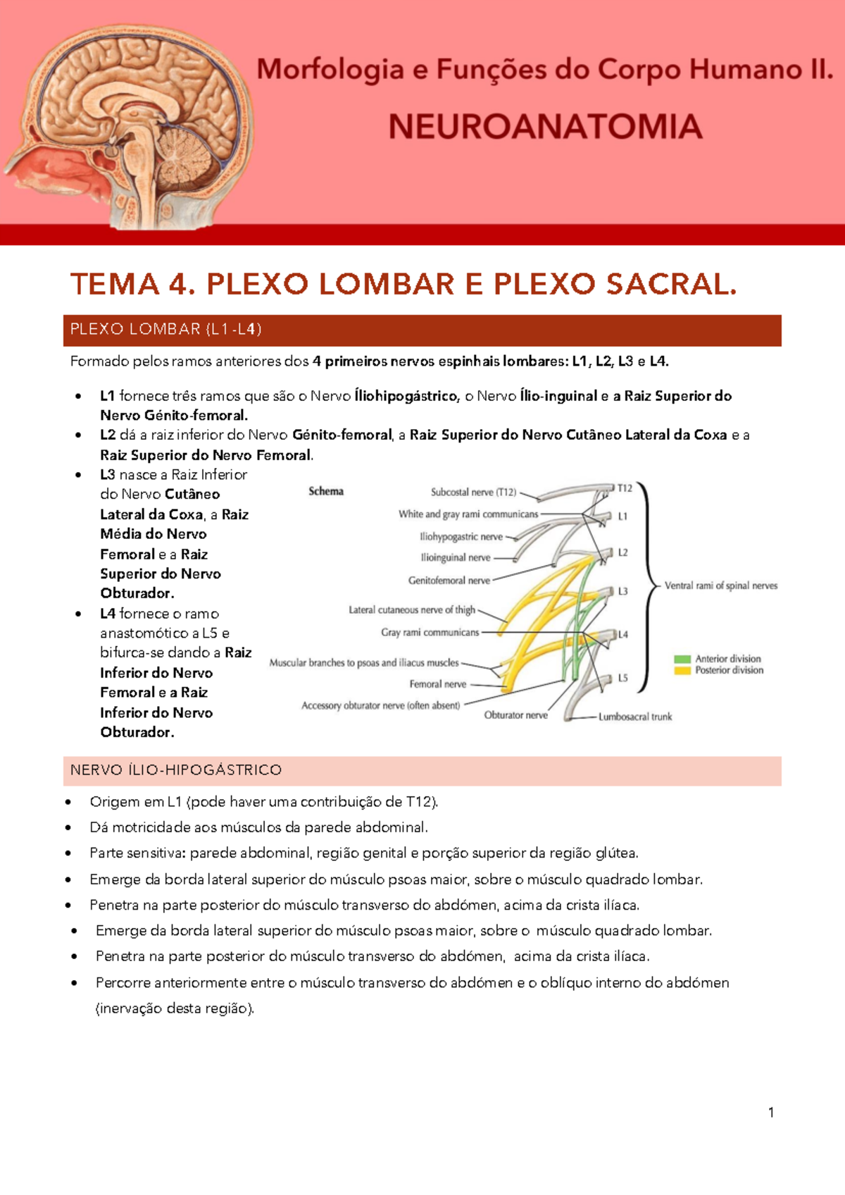 Neuroanatomia 4 plexo lombar e sacral - TEMA 4. PLEXO LOMBAR E PLEXO SACRAL. PLEXO LOMBAR (L1-L4 ...
