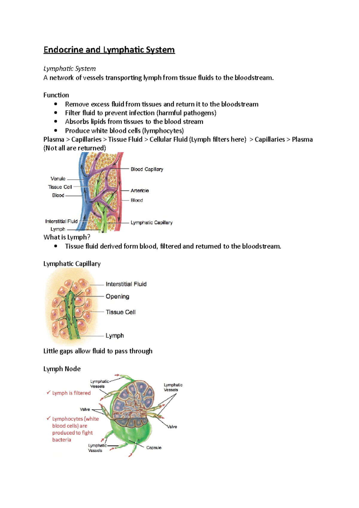 Endocrine and Lymphatic System - Endocrine and Lymphatic System ...