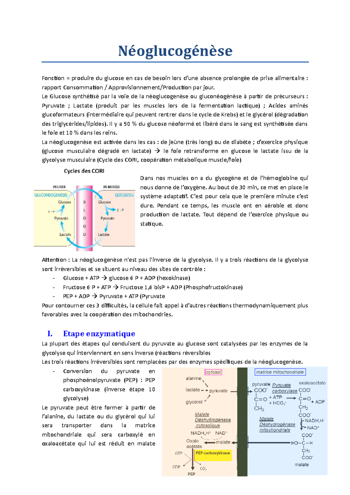 5 Néoglucogénèse - 4.03A CM JACOB - Néoglucogénèse Fonction = produire ...