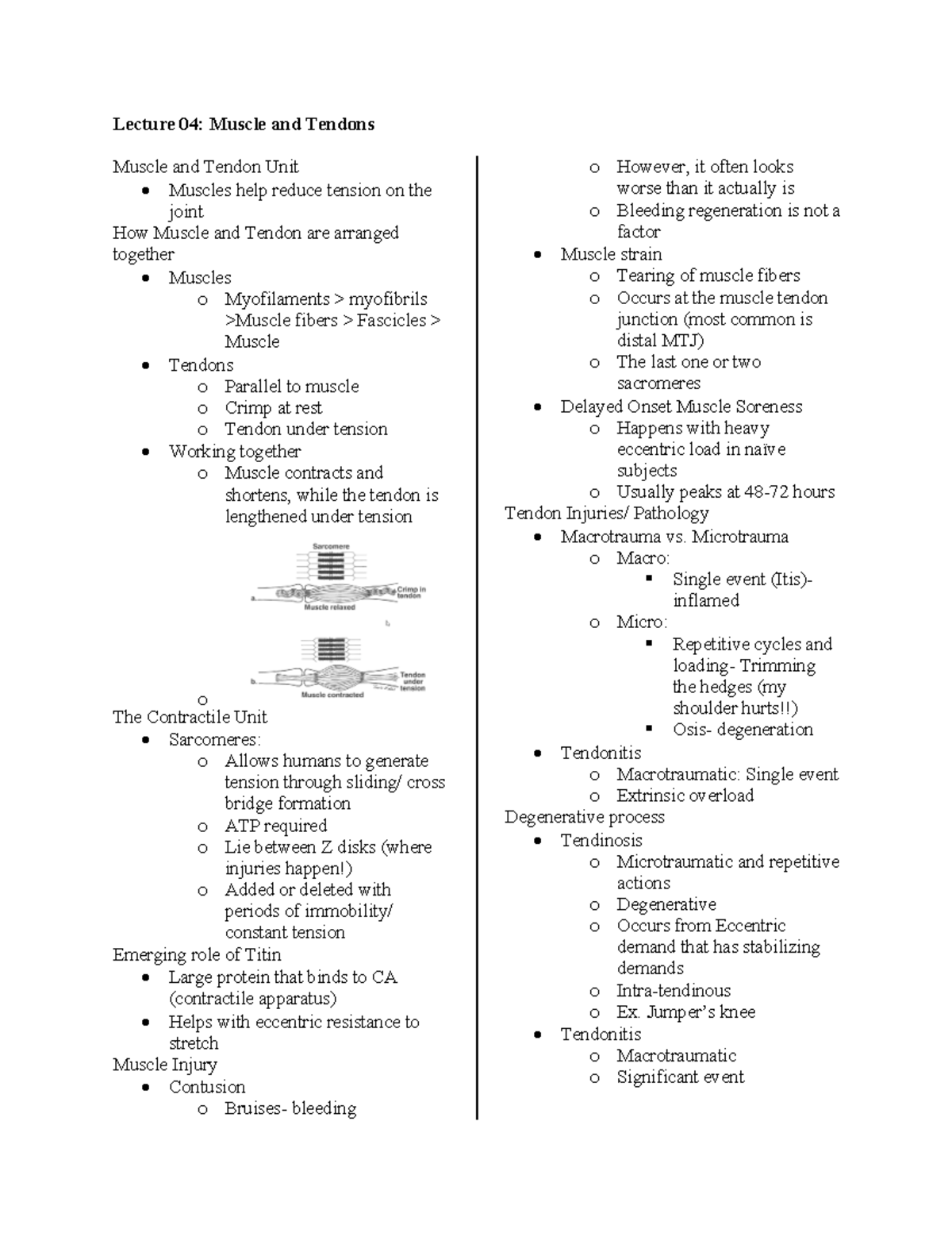 Lecture 04; muscle and tendons - Lecture 04: Muscle and Tendons Muscle ...
