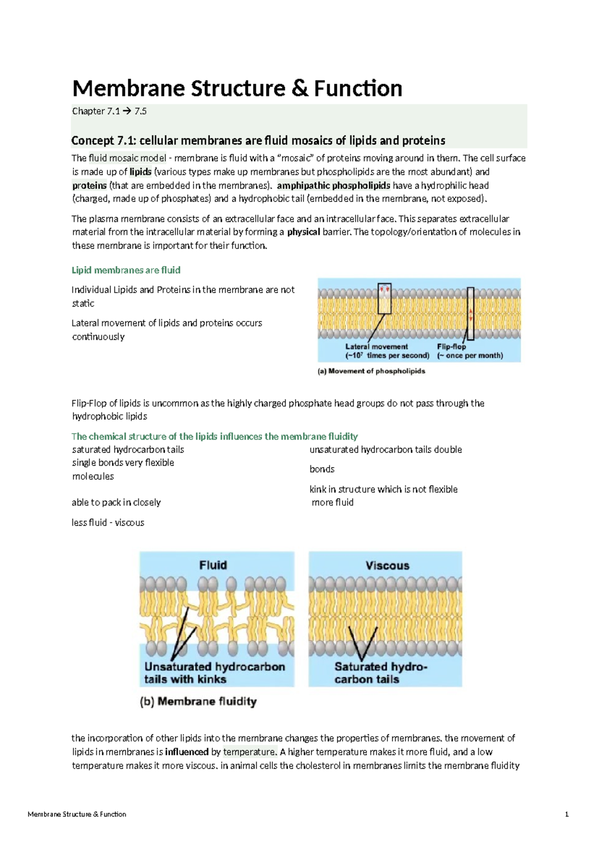 Membrane Structure & Function - Membrane Structure & Function Chapter 7 ...