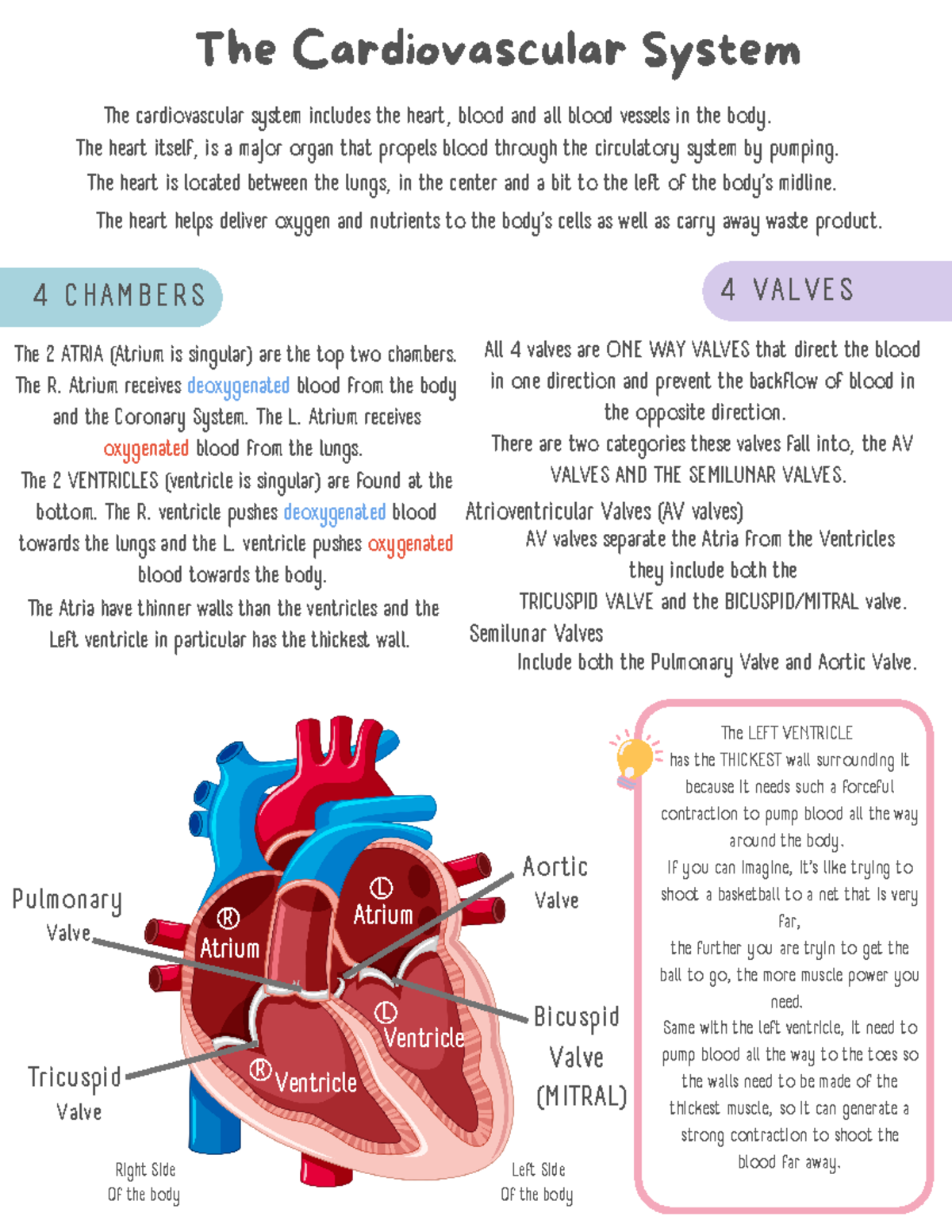 The Cardiovascular System Study Guide - Atrium R L R L The Cardiovascular System Atrium ...