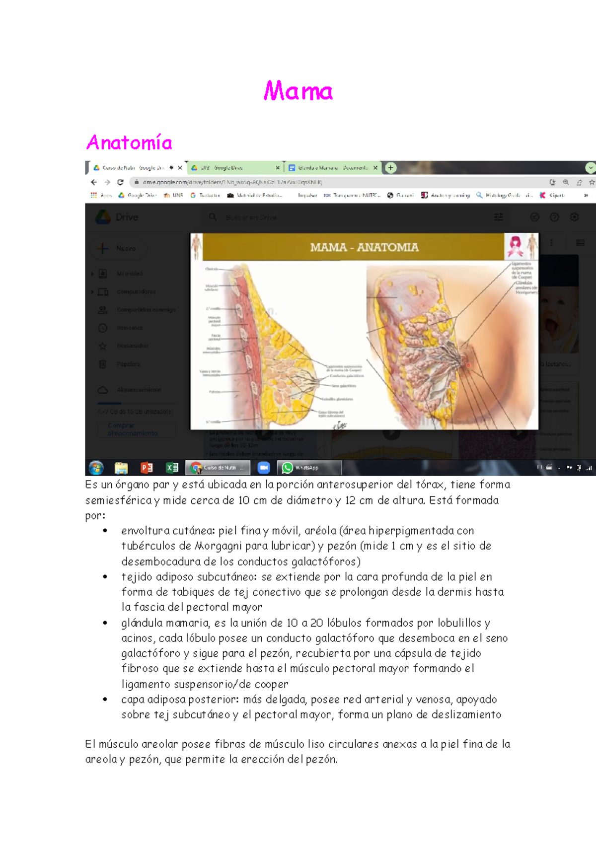 Mama - mama - Mama Anatomía Es un órgano par y está ubicada en la ...