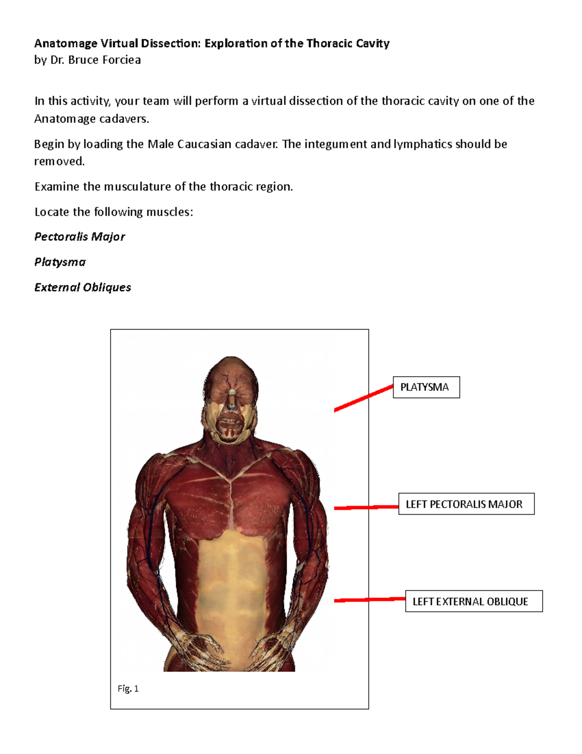 Anatomage Virtual Dissection-Thorax-v2 - Anatomage Virtual Dissection ...