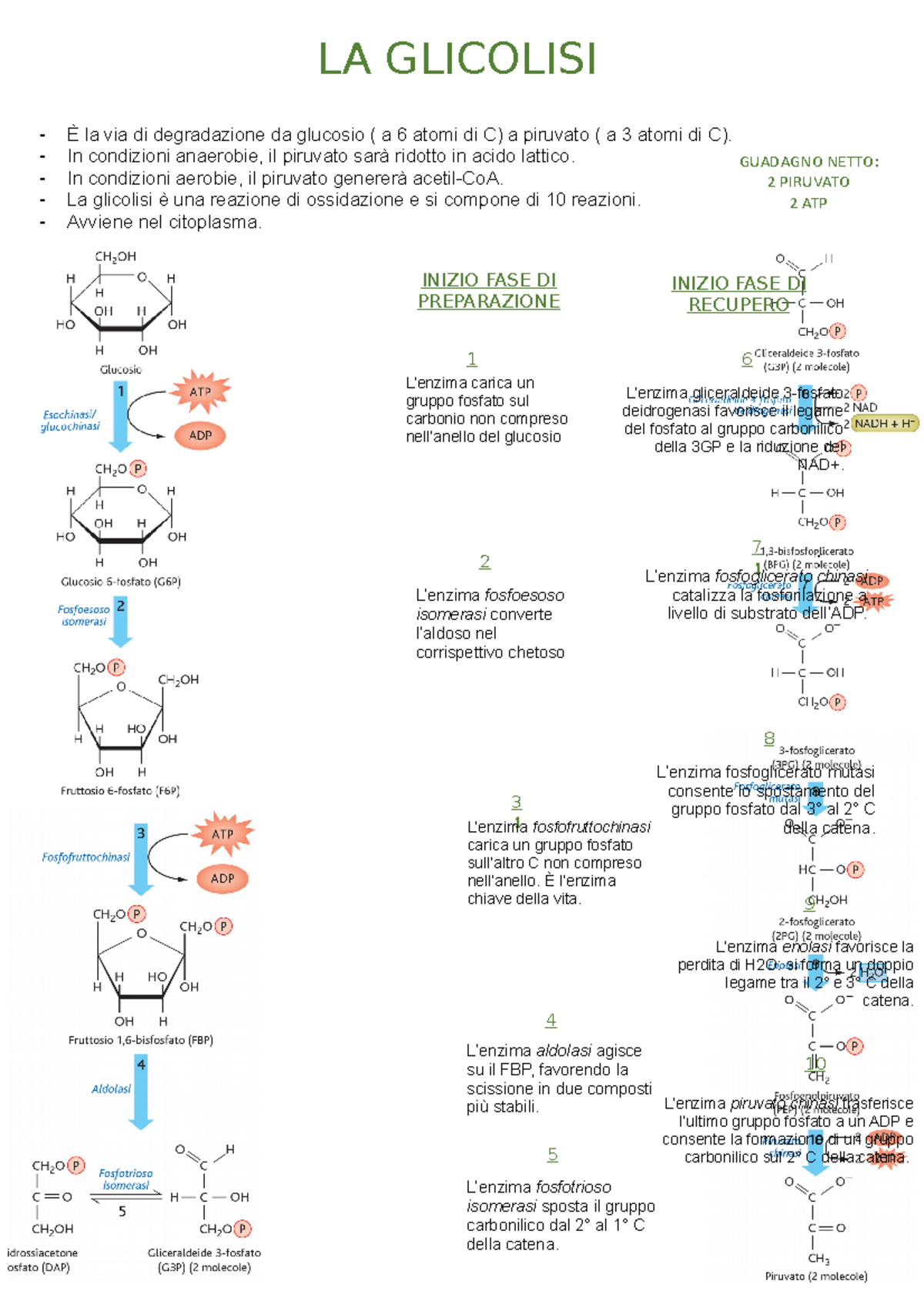 Glicolisi E Ciclo DI Krebs - LA GLICOLISI - È la via di degradazione da ...