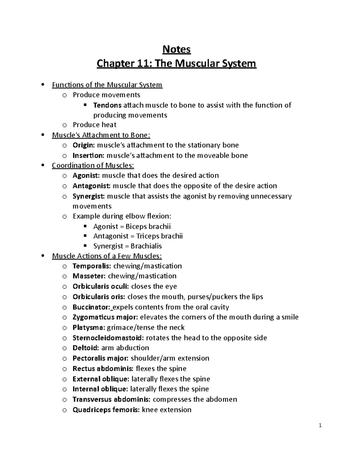 Chapter 11 Notes: The Muscular System - Notes Chapter 11: The Muscular ...