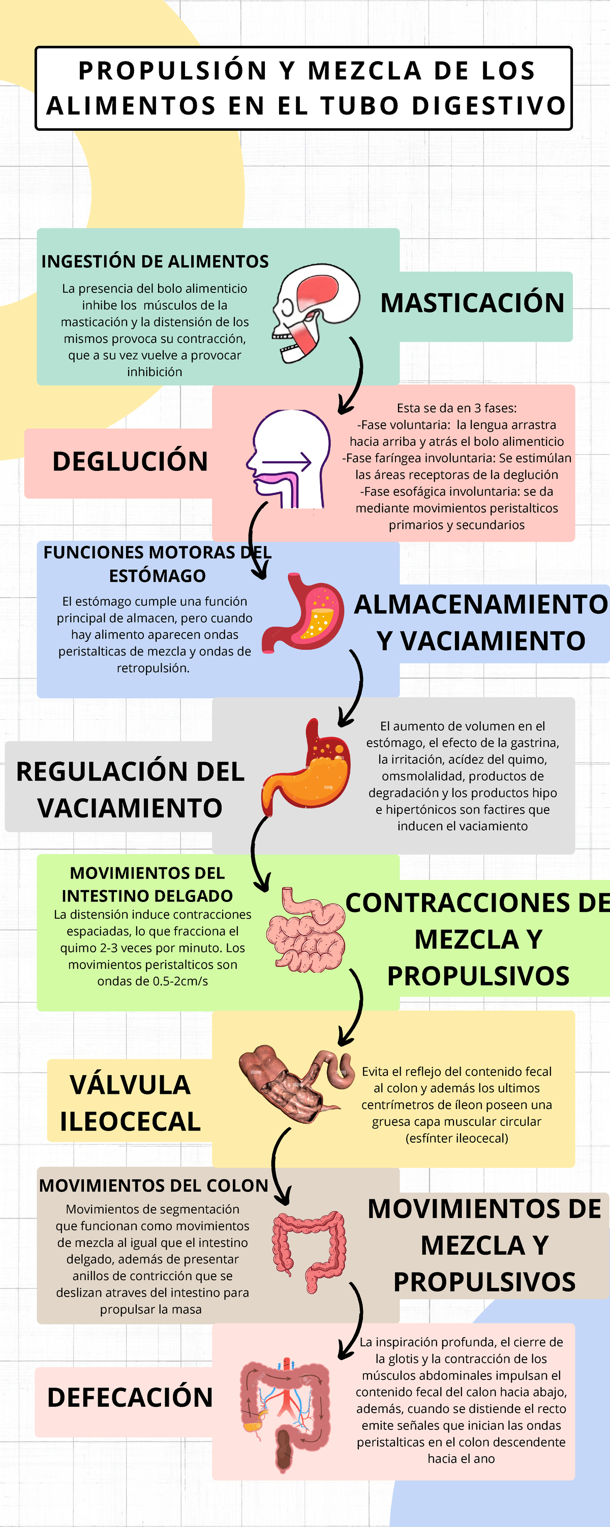 Propulsión y mezcla de los alimentos en el tubo digestivo - INGESTIÓN ...