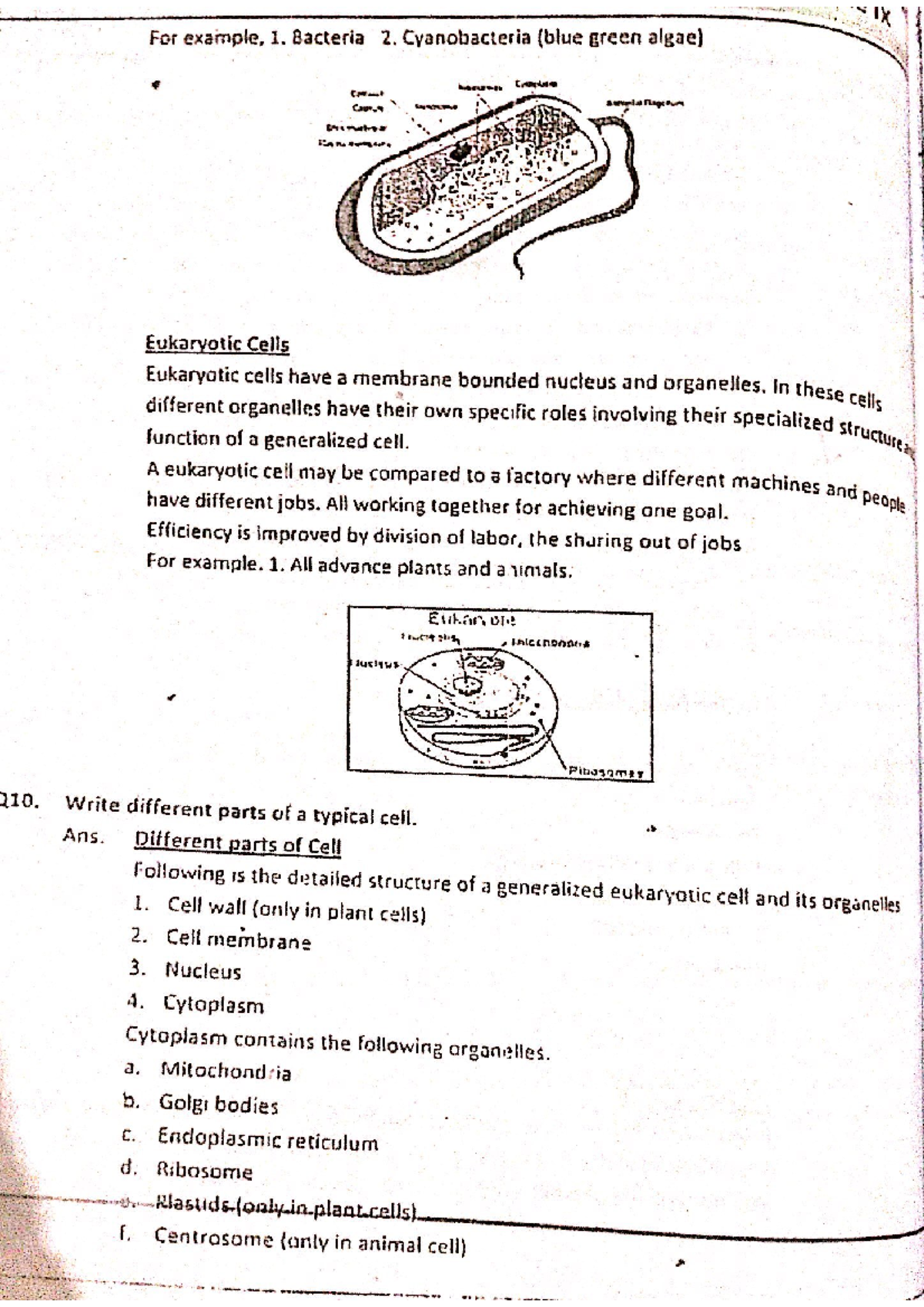 write different parts pf a typical cell..? - Biology - Studocu