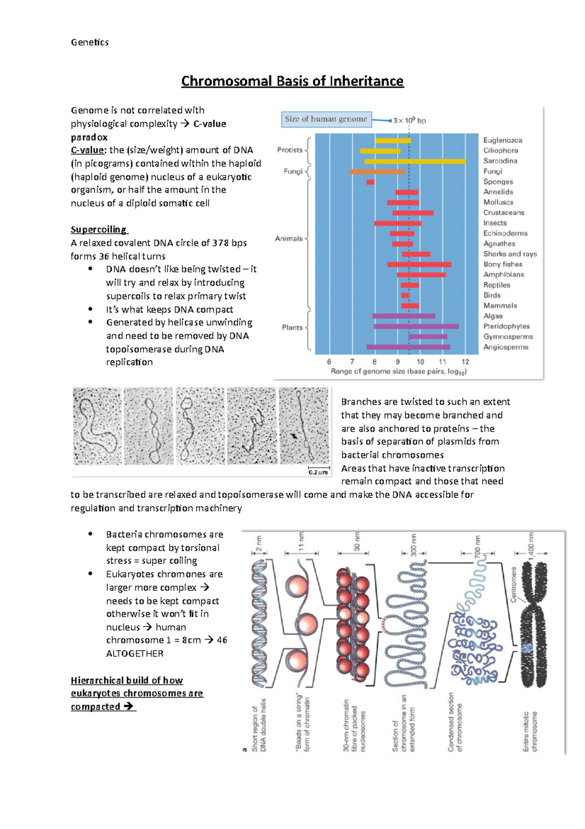 Chromosomal Basis of Inheritance - notes - Chromosomal Basis of ...